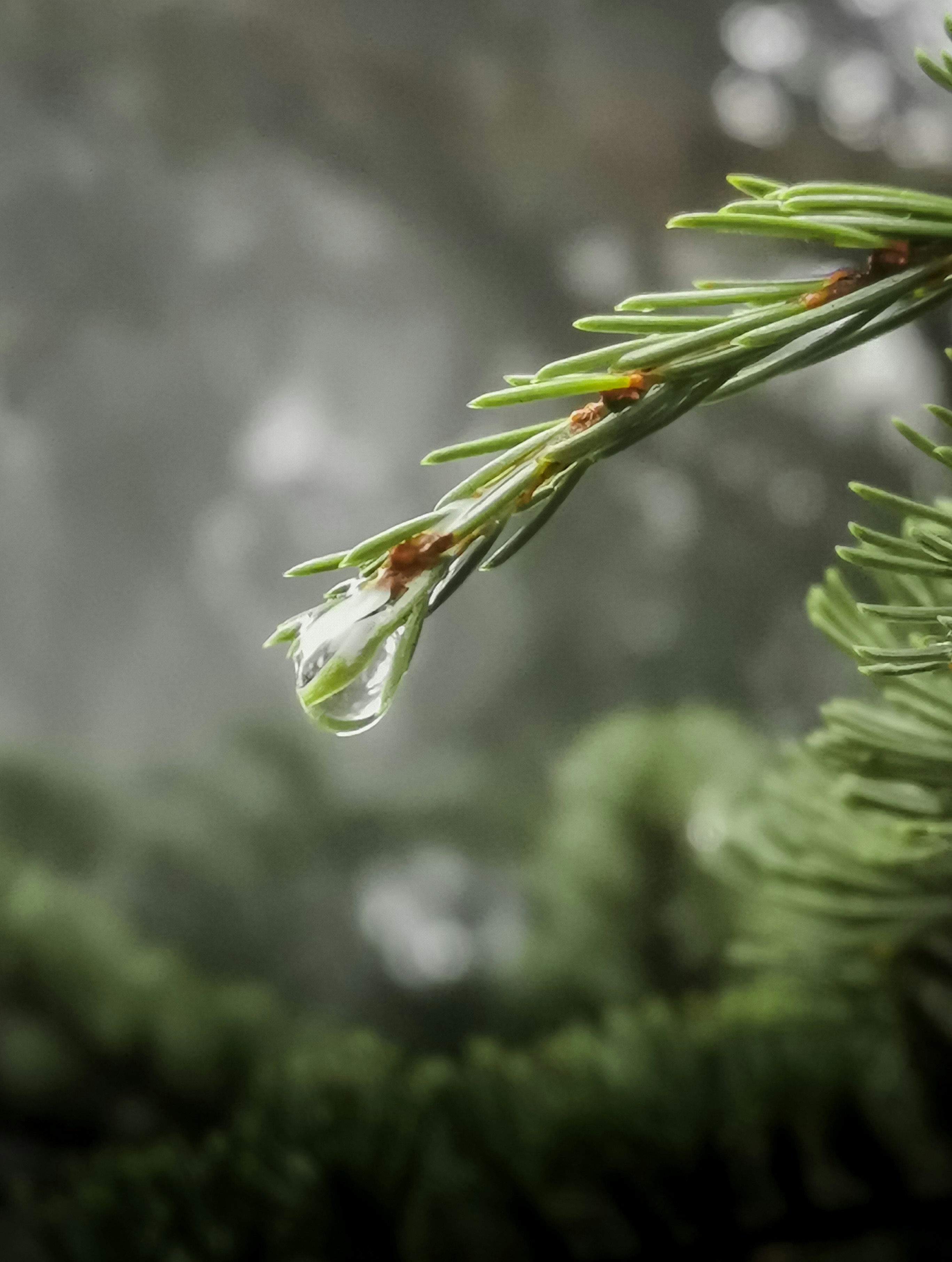 Dew Droplet on Pine Needle: A Moment of Lens-Soft Focus in Fog