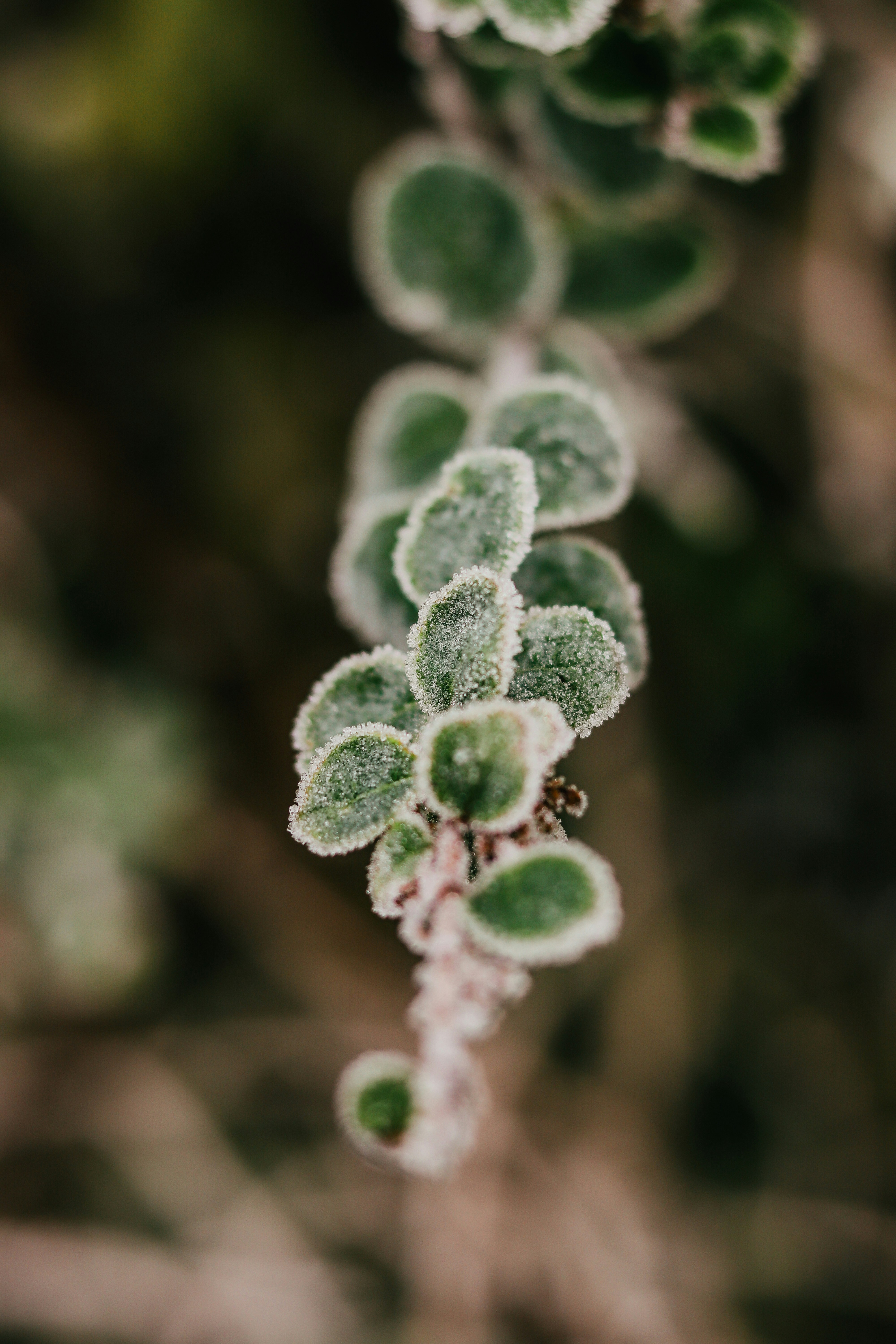 Foto Capullo de flor verde y blanco en fotografía de primer plano ...