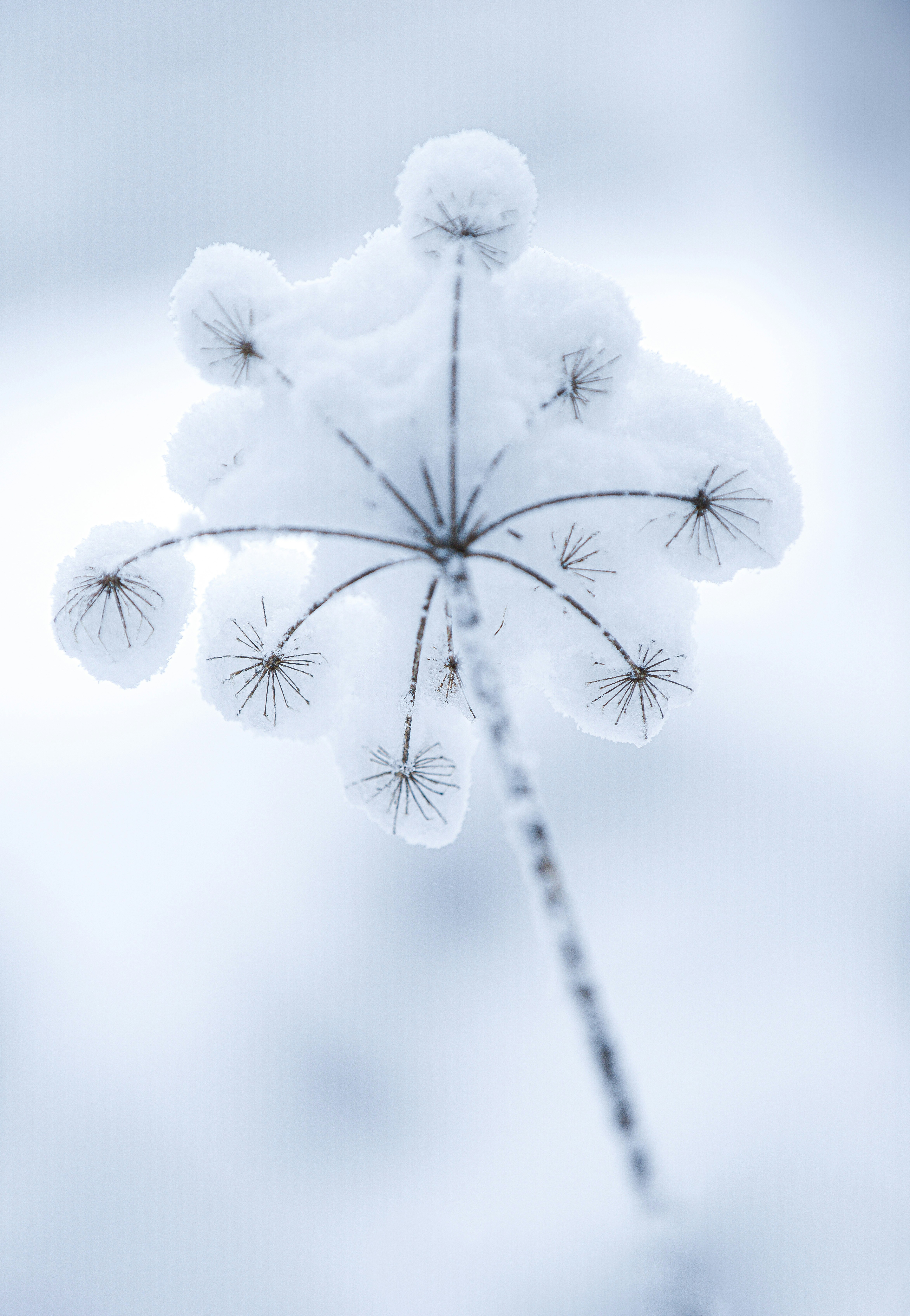 frozen fireworks