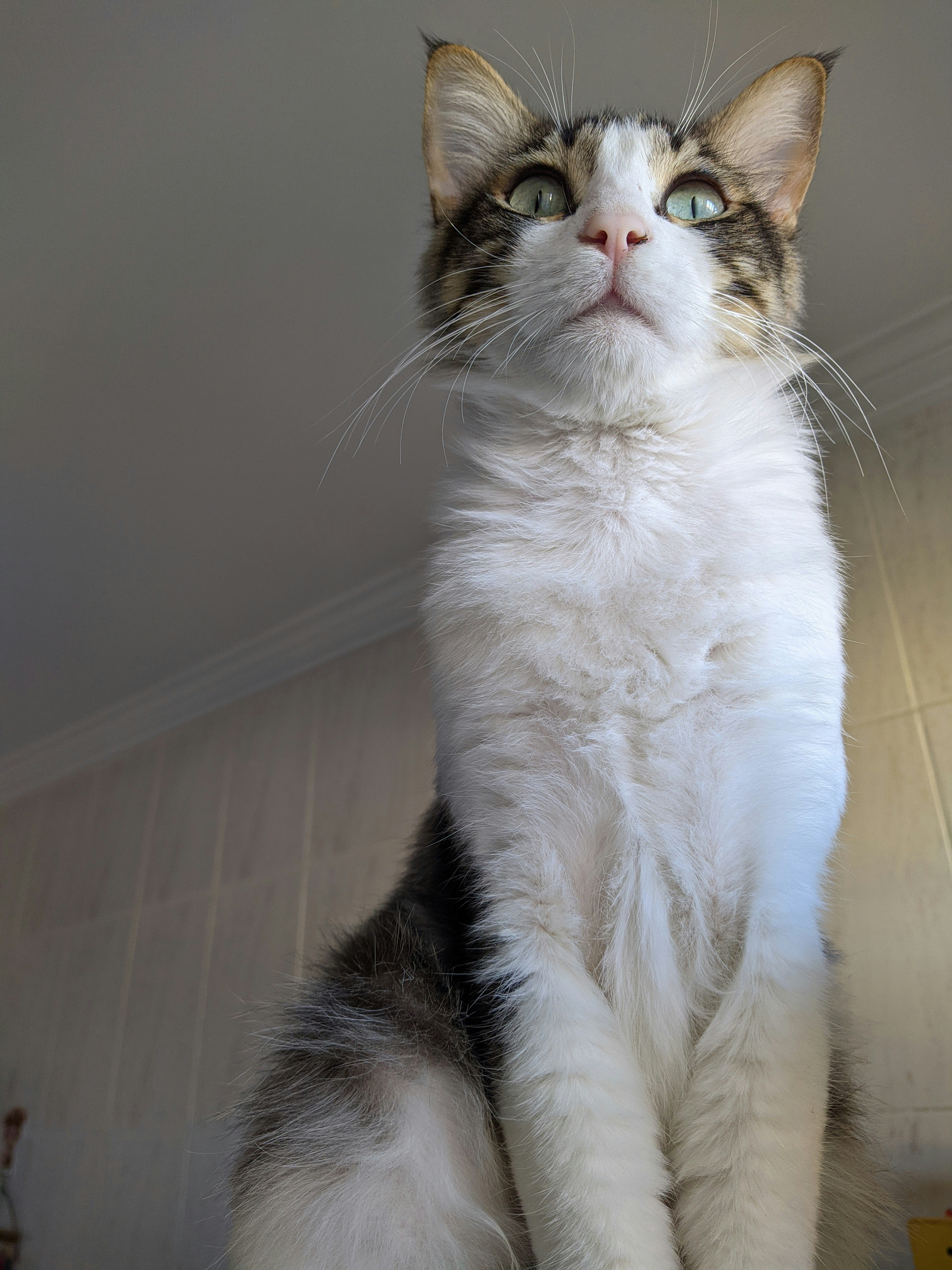 White brown and black cat photo – Free Grey Image on Unsplash