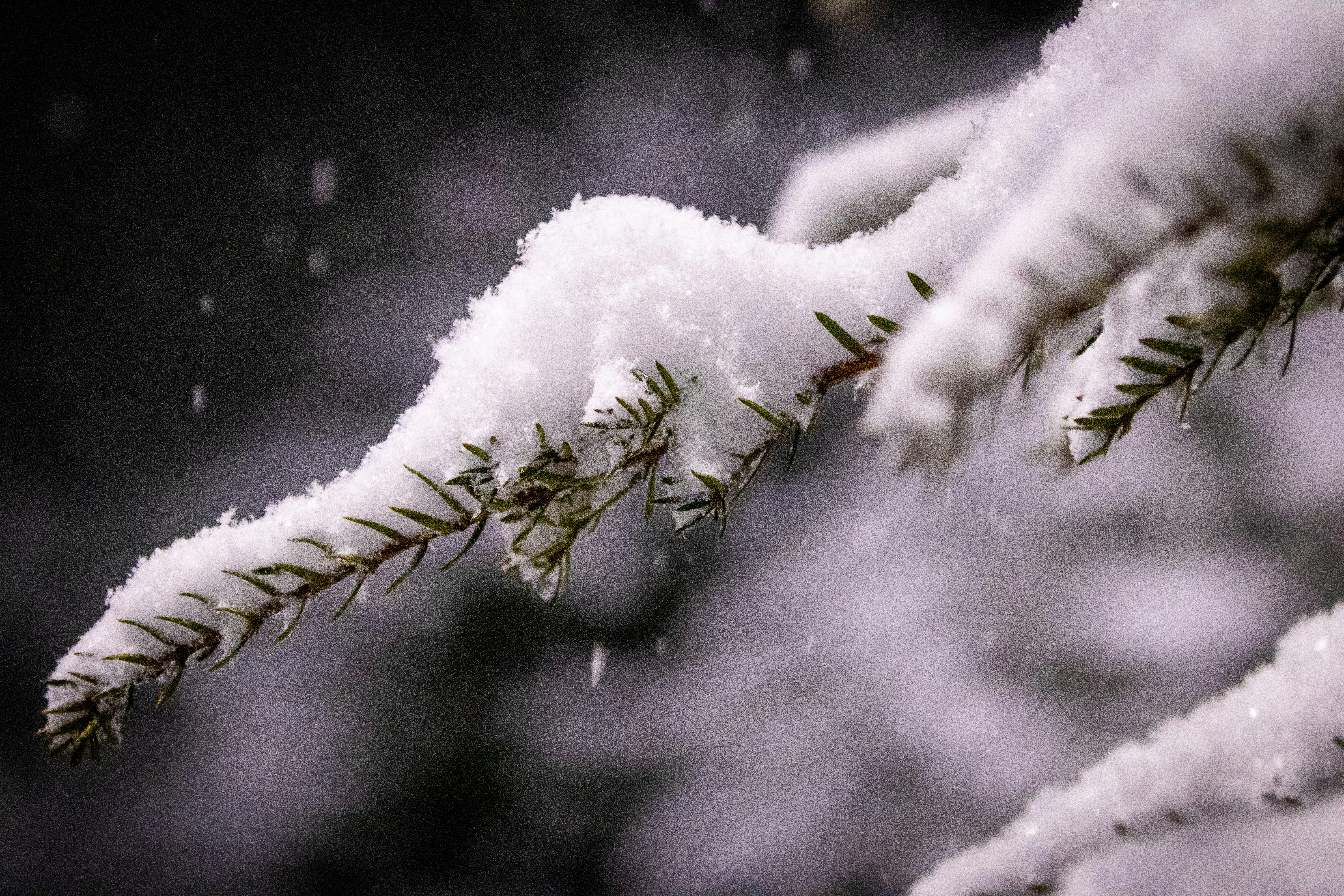 Snow Came Down from Heaven - Prince of Peace Lutheran Church