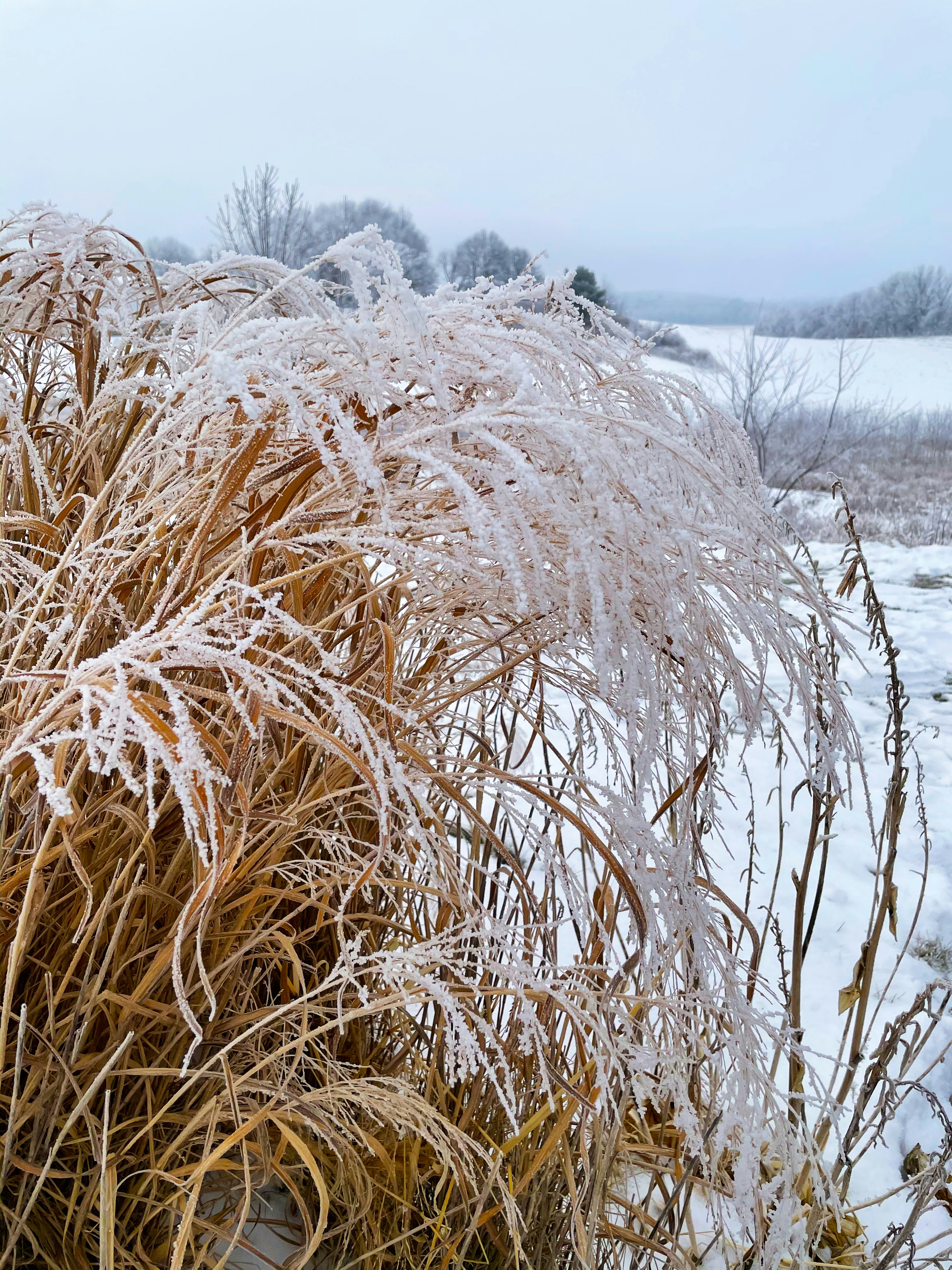 Frosted Grassscape: Winter Fronds Veiled in Ice