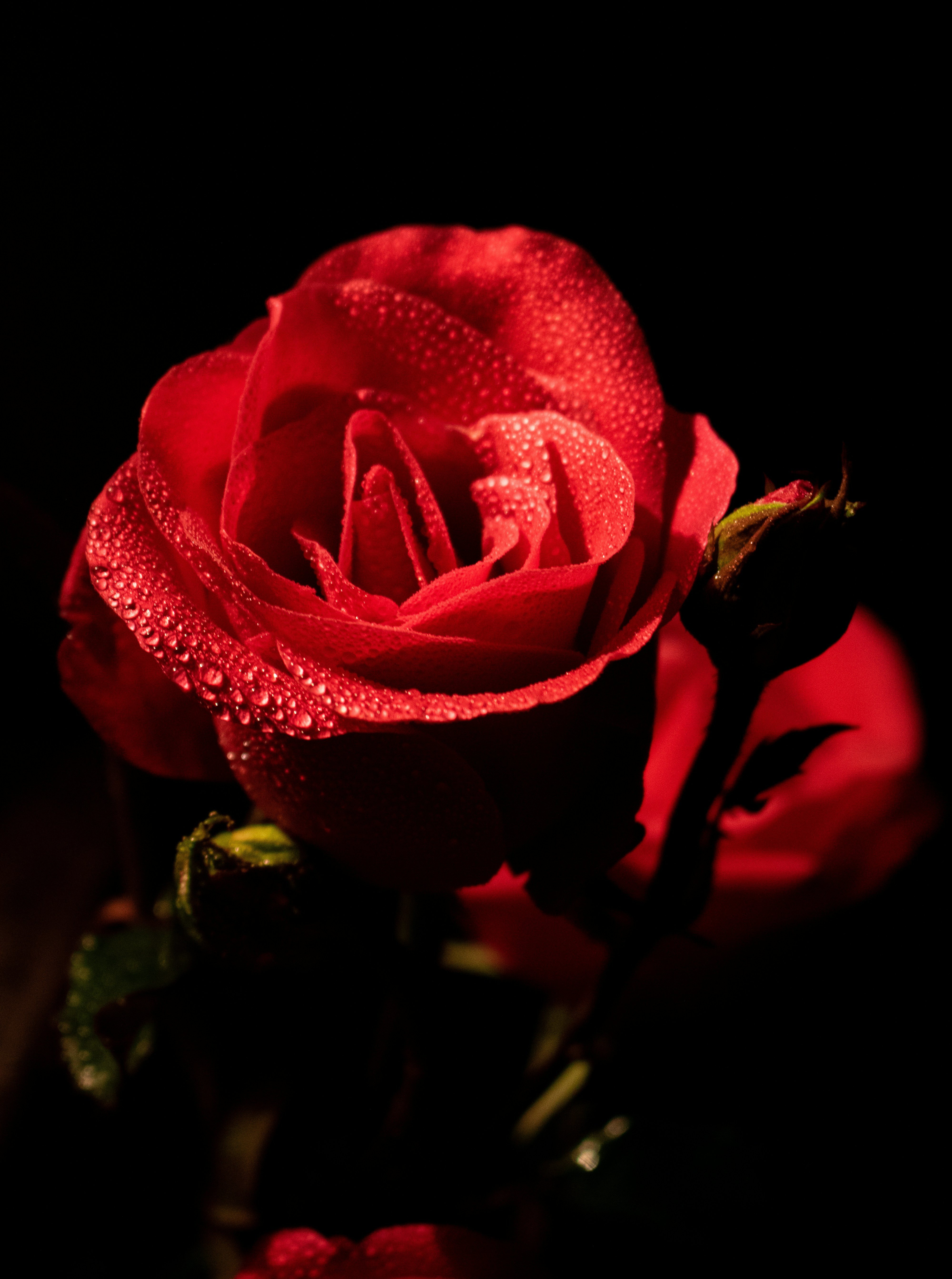 Red rose in bloom in close up photography photo – Free Flower Image on ...