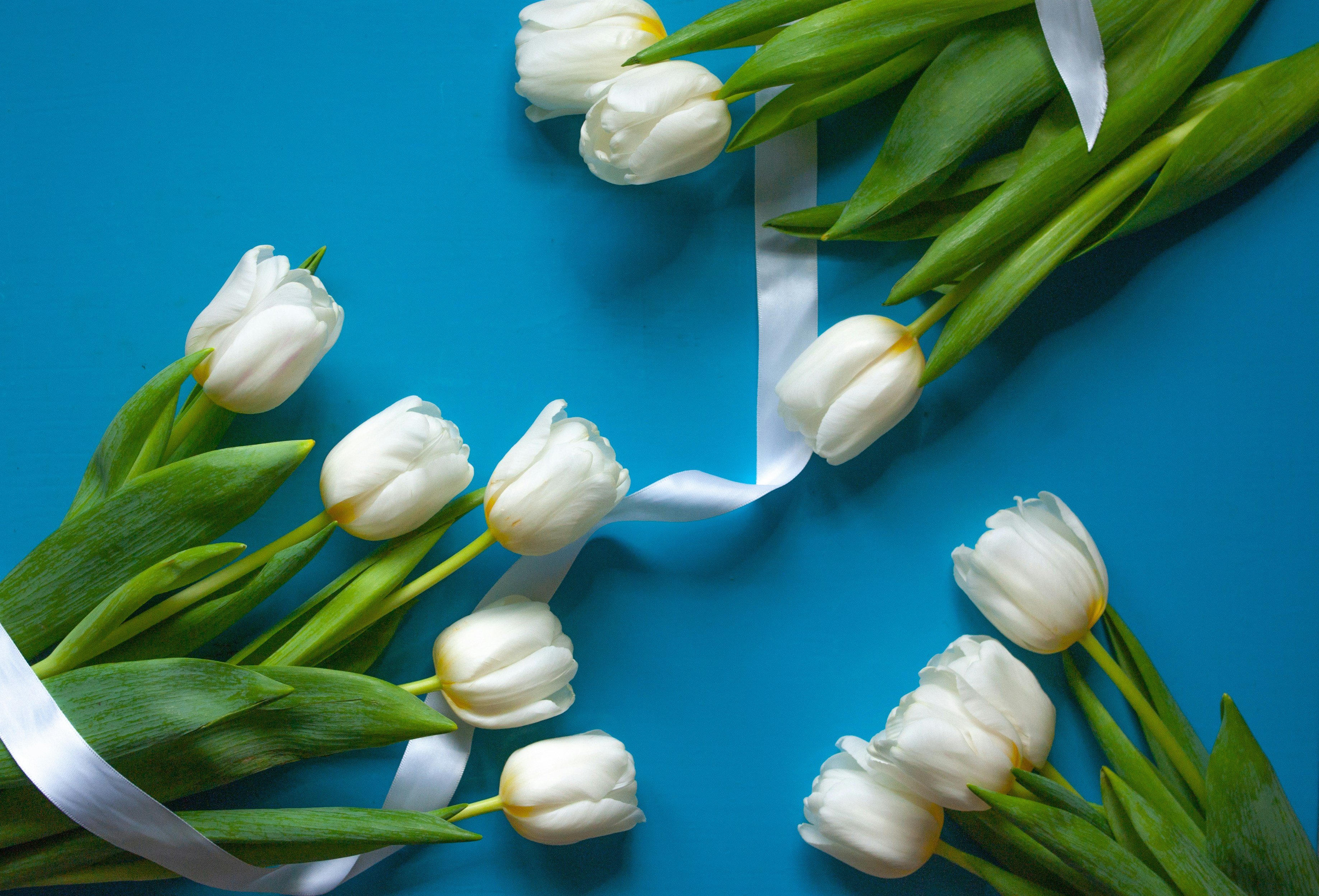 A photograph of white tulips and green leaves arranged on a bright blue background, accented by a white ribbon.
