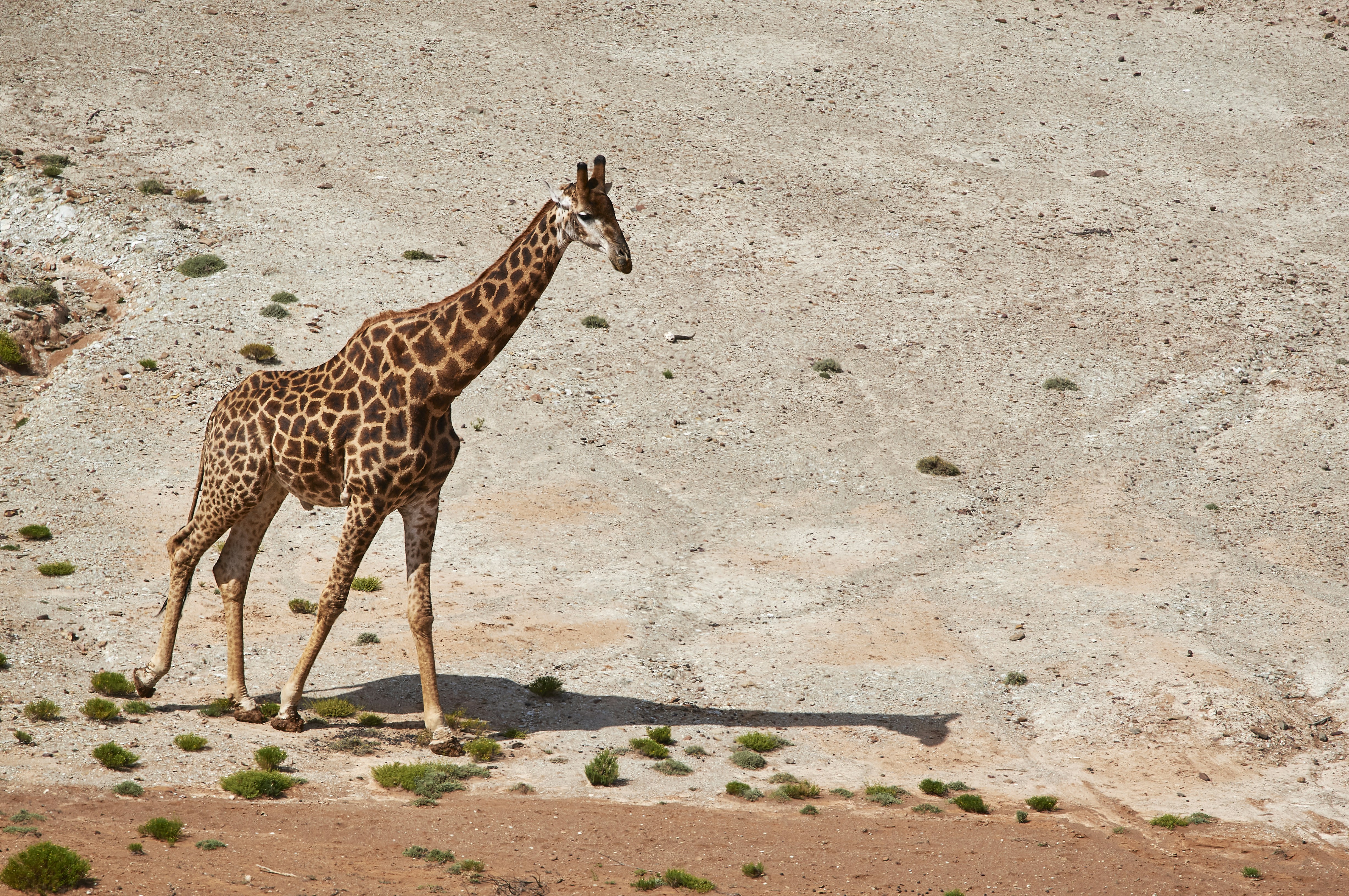 Animals | Unsplash