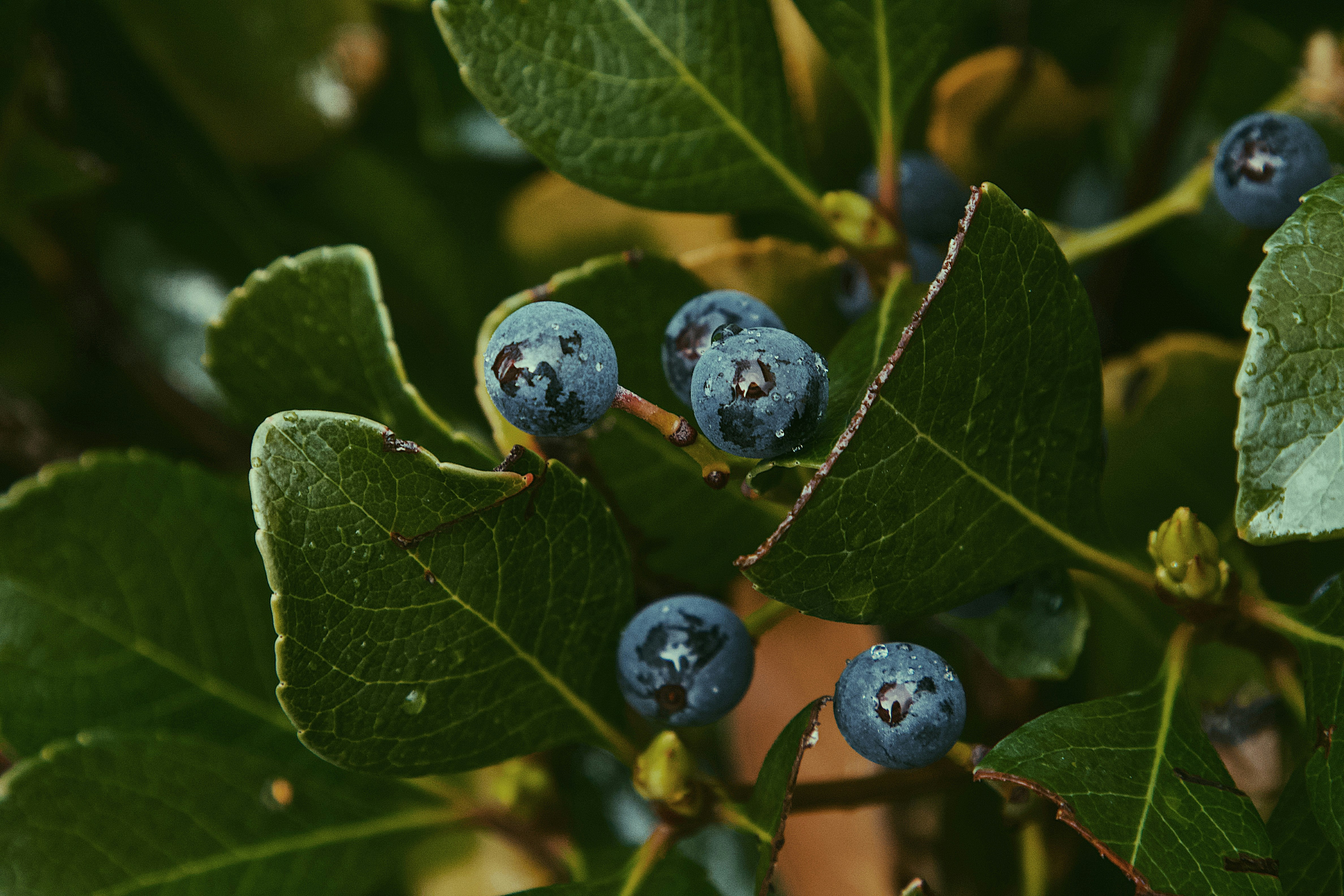 Dew-Kissed Blueberries Among Glossy Green Leaves
