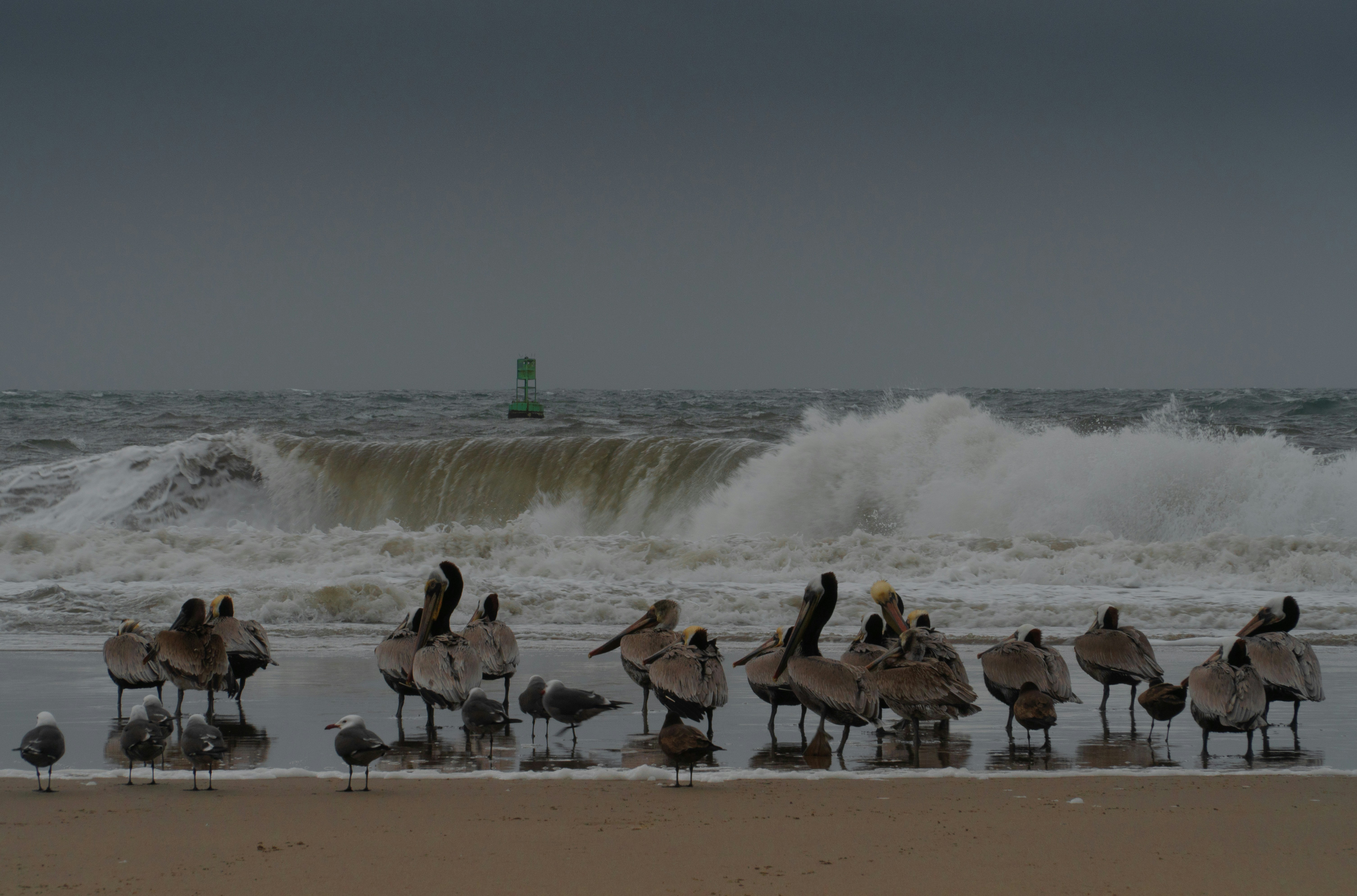 Shoreline Assembly: Shorebirds Rally Along a Breaker-Washed Beach