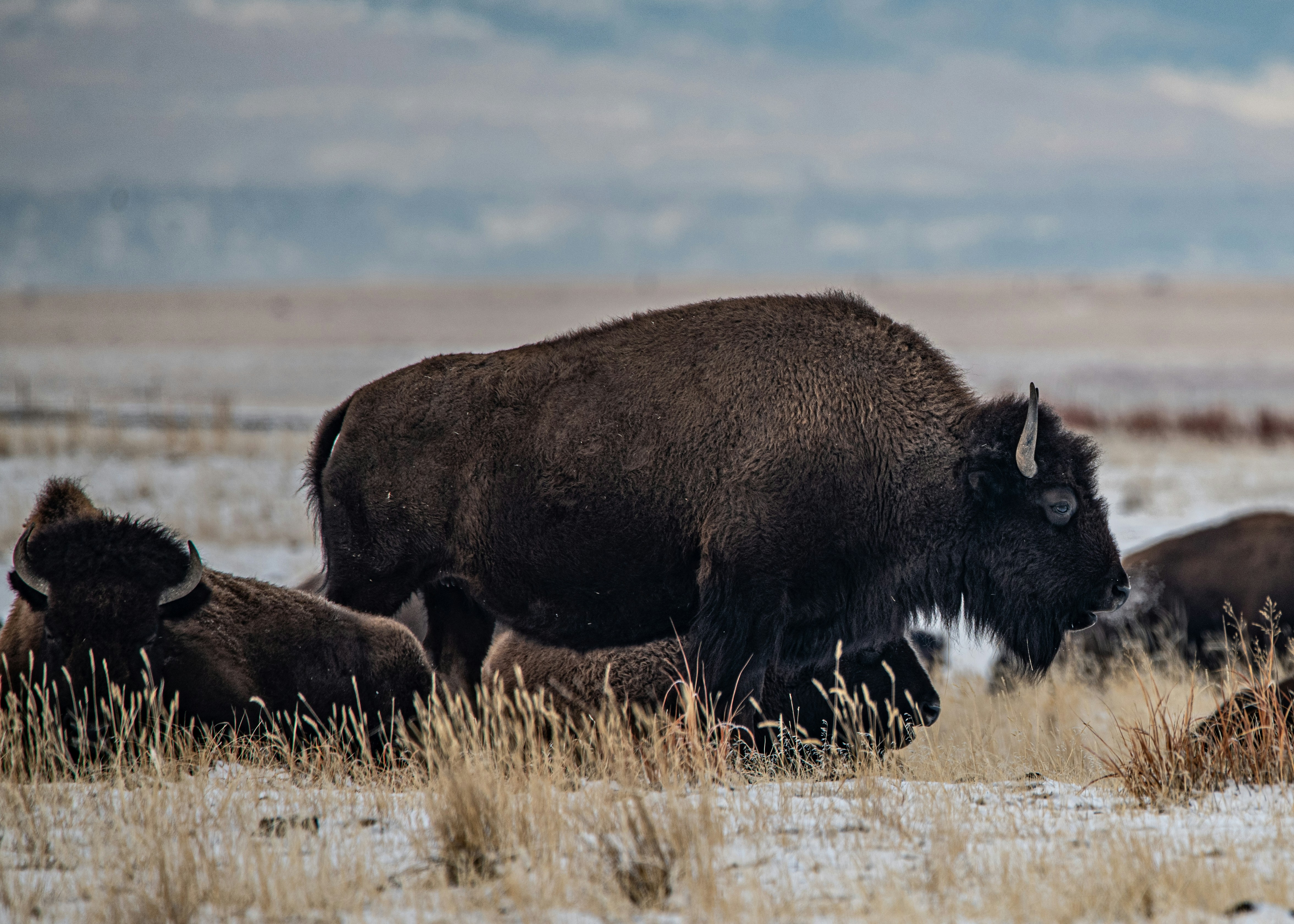 Foto Bisonte negro en un campo de hierba marrón bajo un cielo azul ...