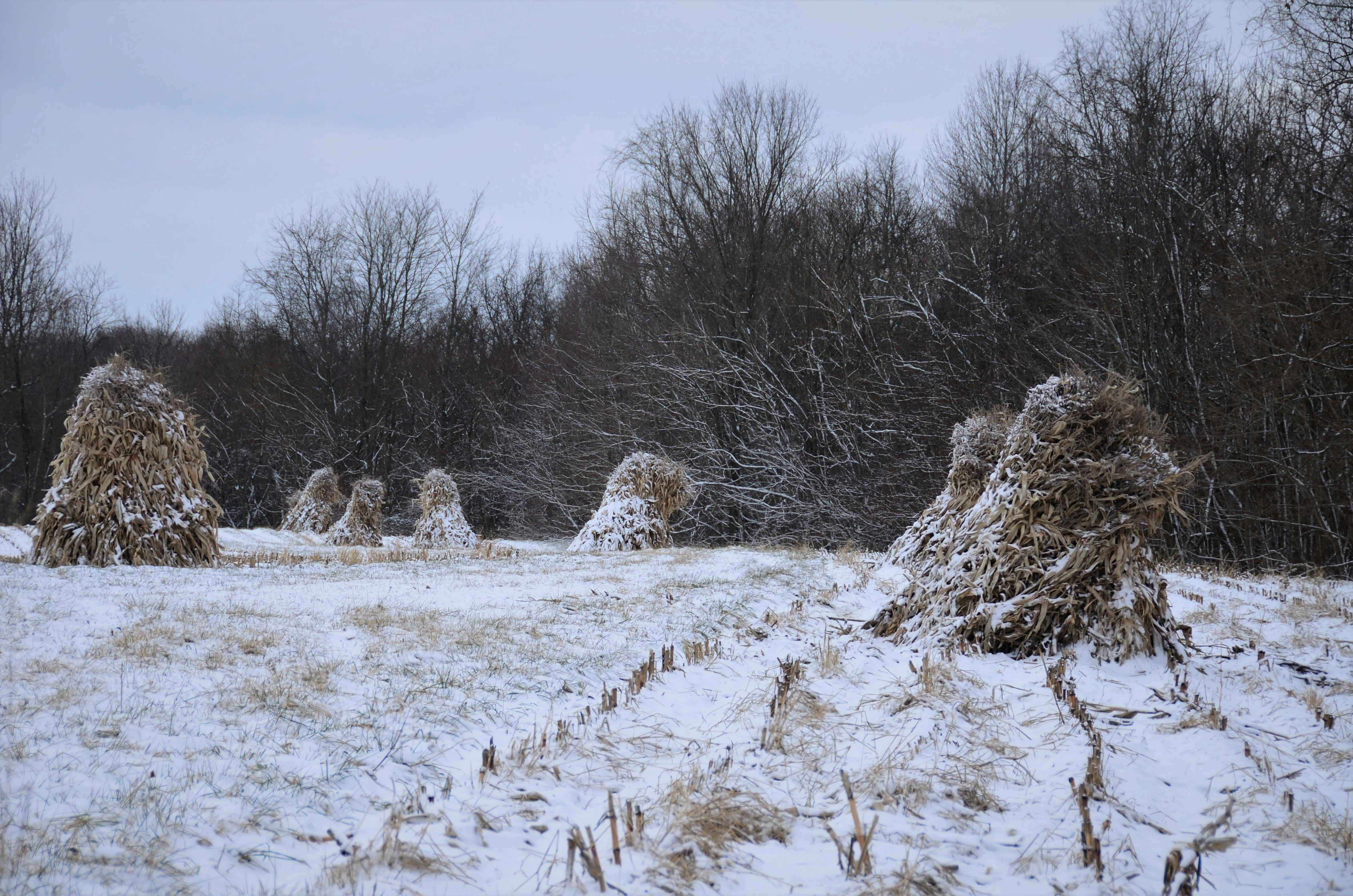 Snowbound Haystacks Guard a Quiet Winter Field