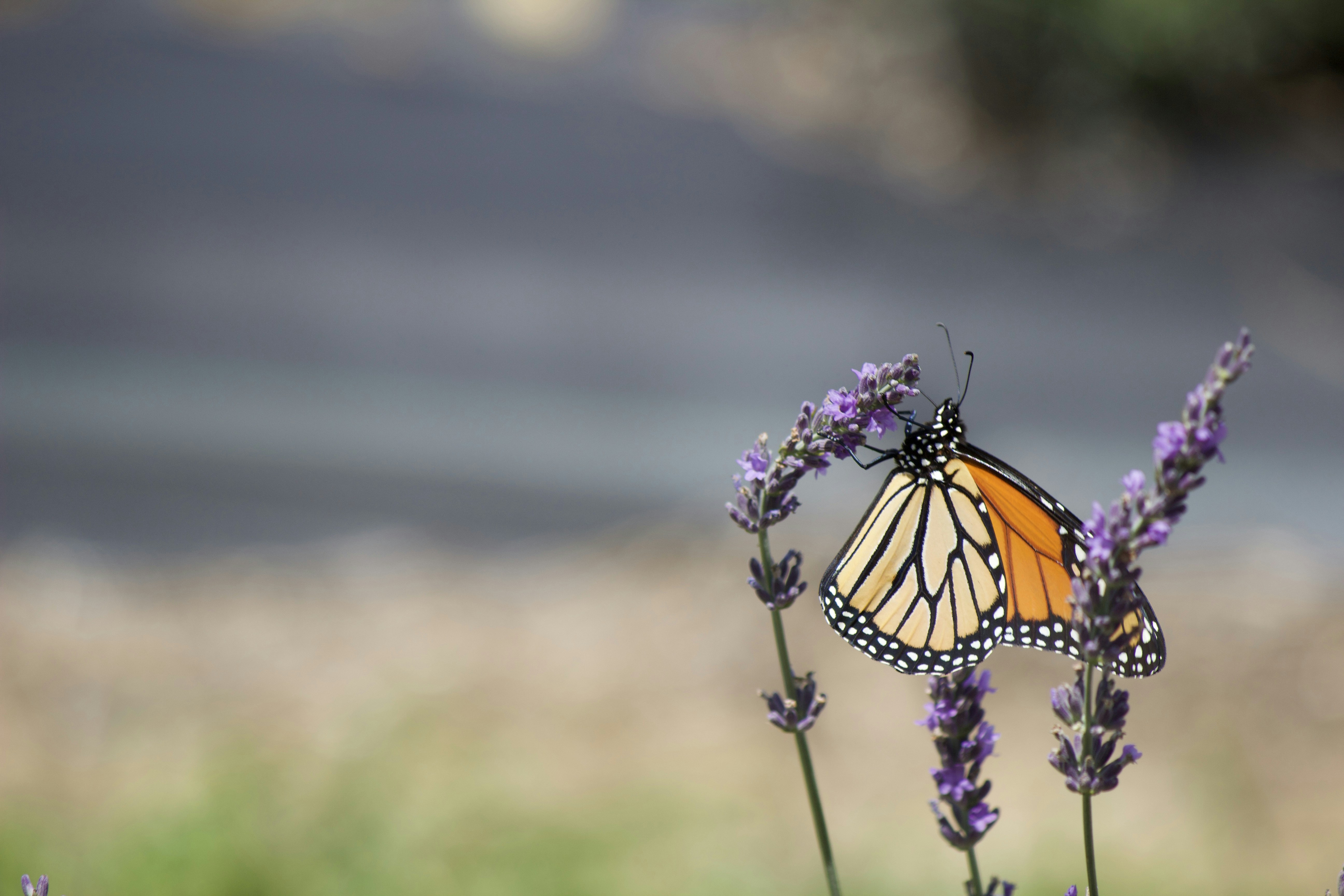 Monarch in Focus: Delicate Bloom of Lavender