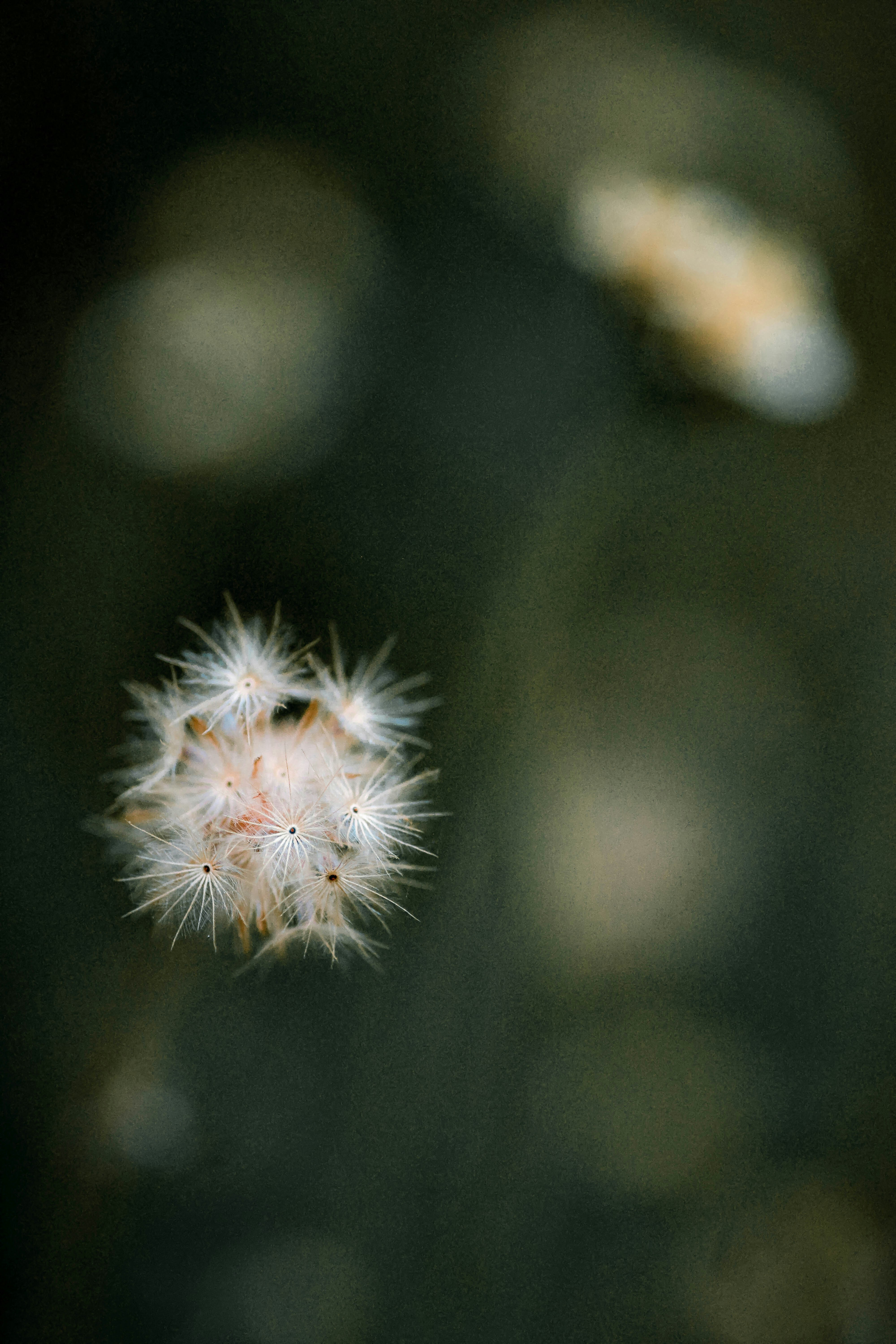Whispering Dandelion Seeds: A Macro Moment in Velvet Green