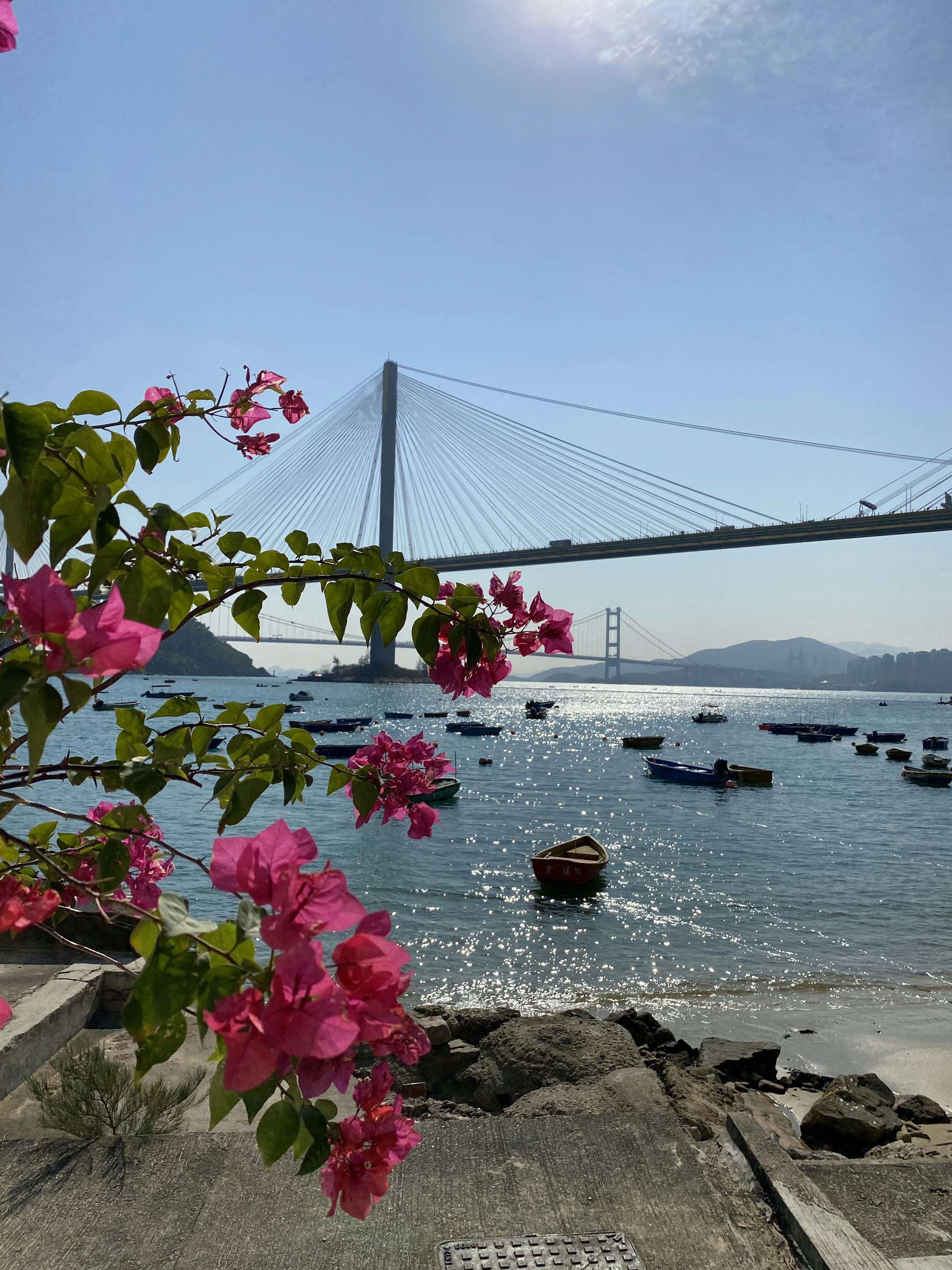 Bridge of Light: Bougainvillea Framing a Harbor Cable-Stayed View
