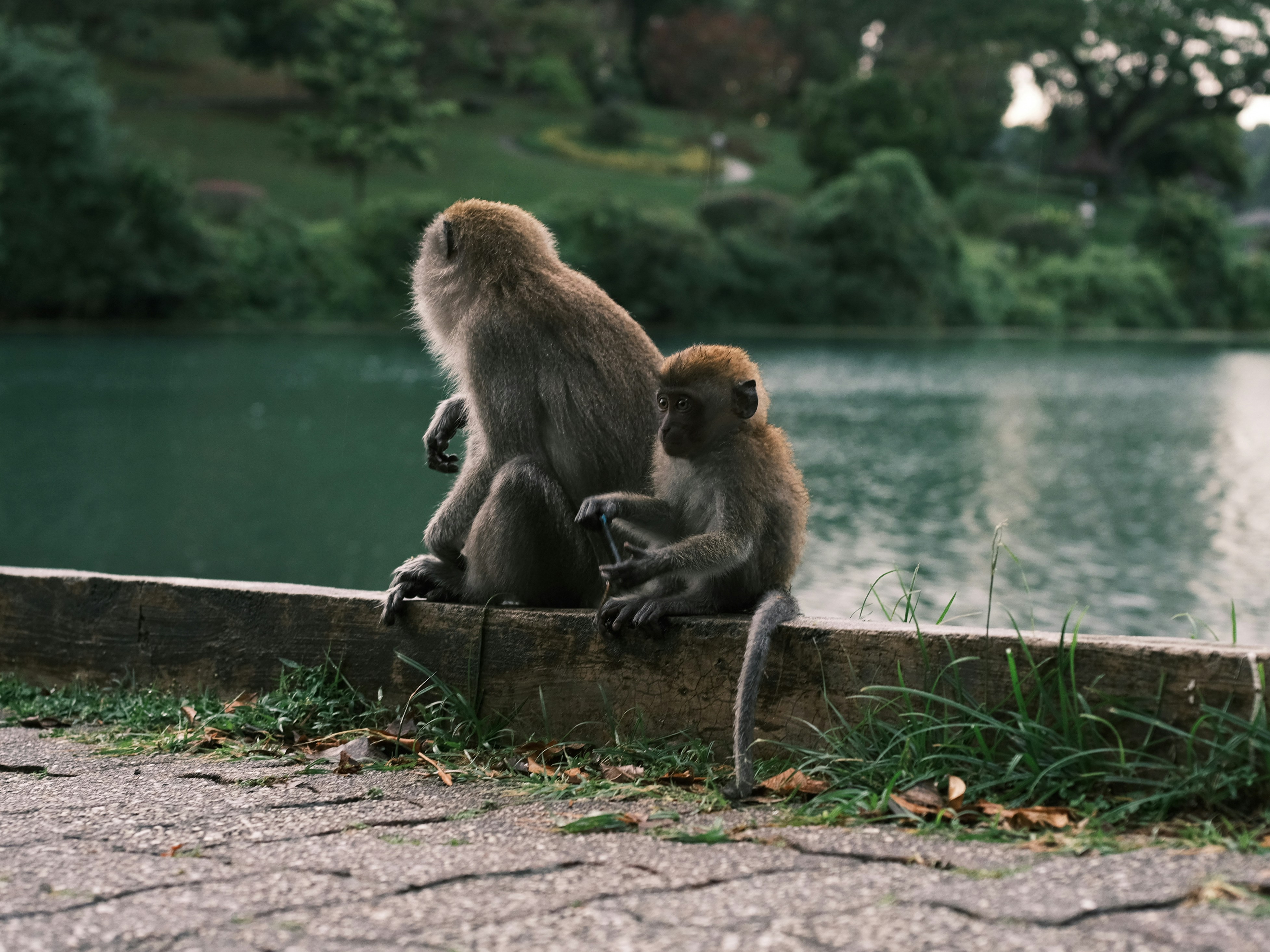 Lakeside Bond: Two Macaques Rest on a Weathered Stone by the Quiet Lake