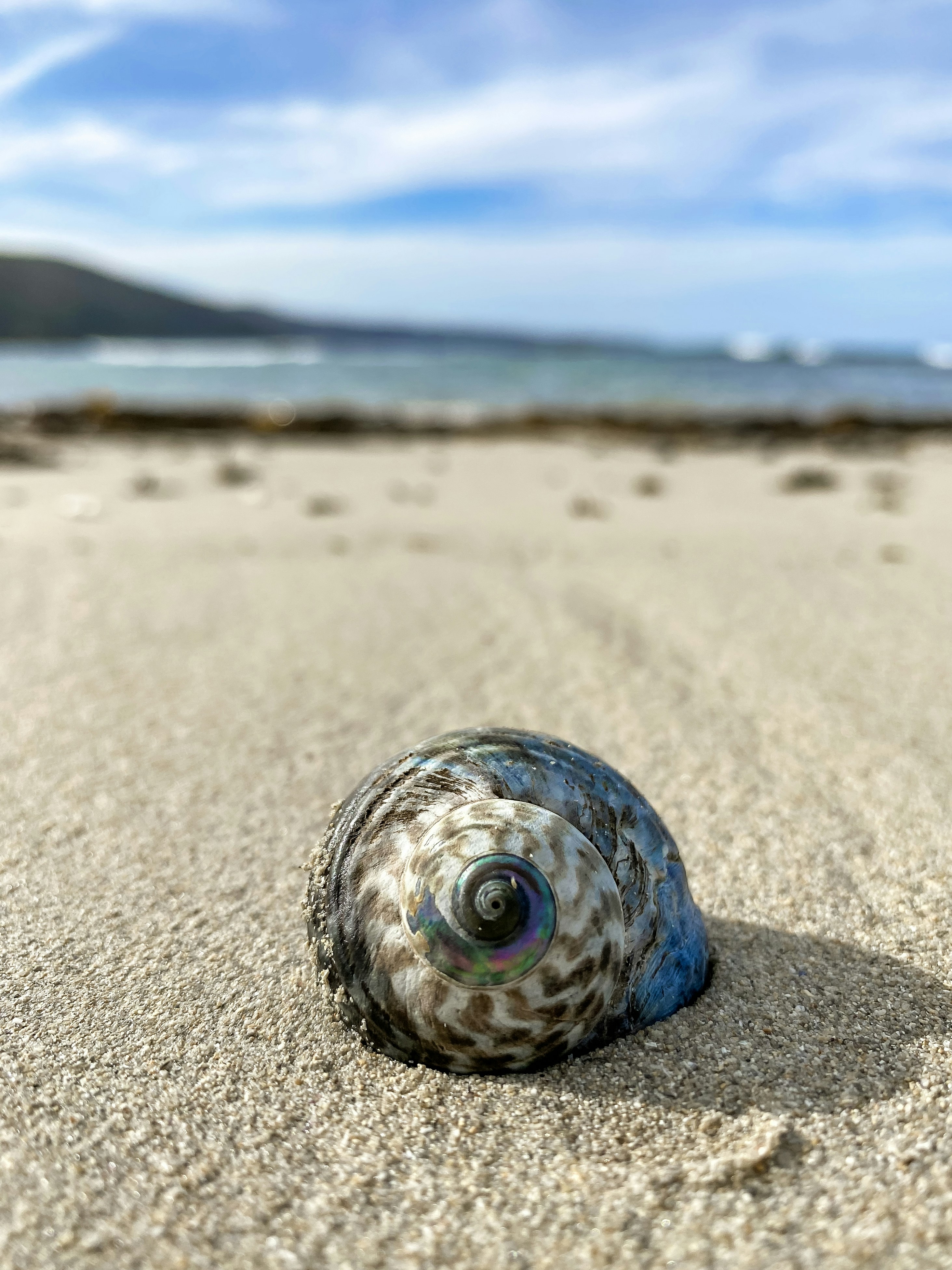 Close-up of a beautifully patterned shell resting on sandy beach, with gentle waves in the background.