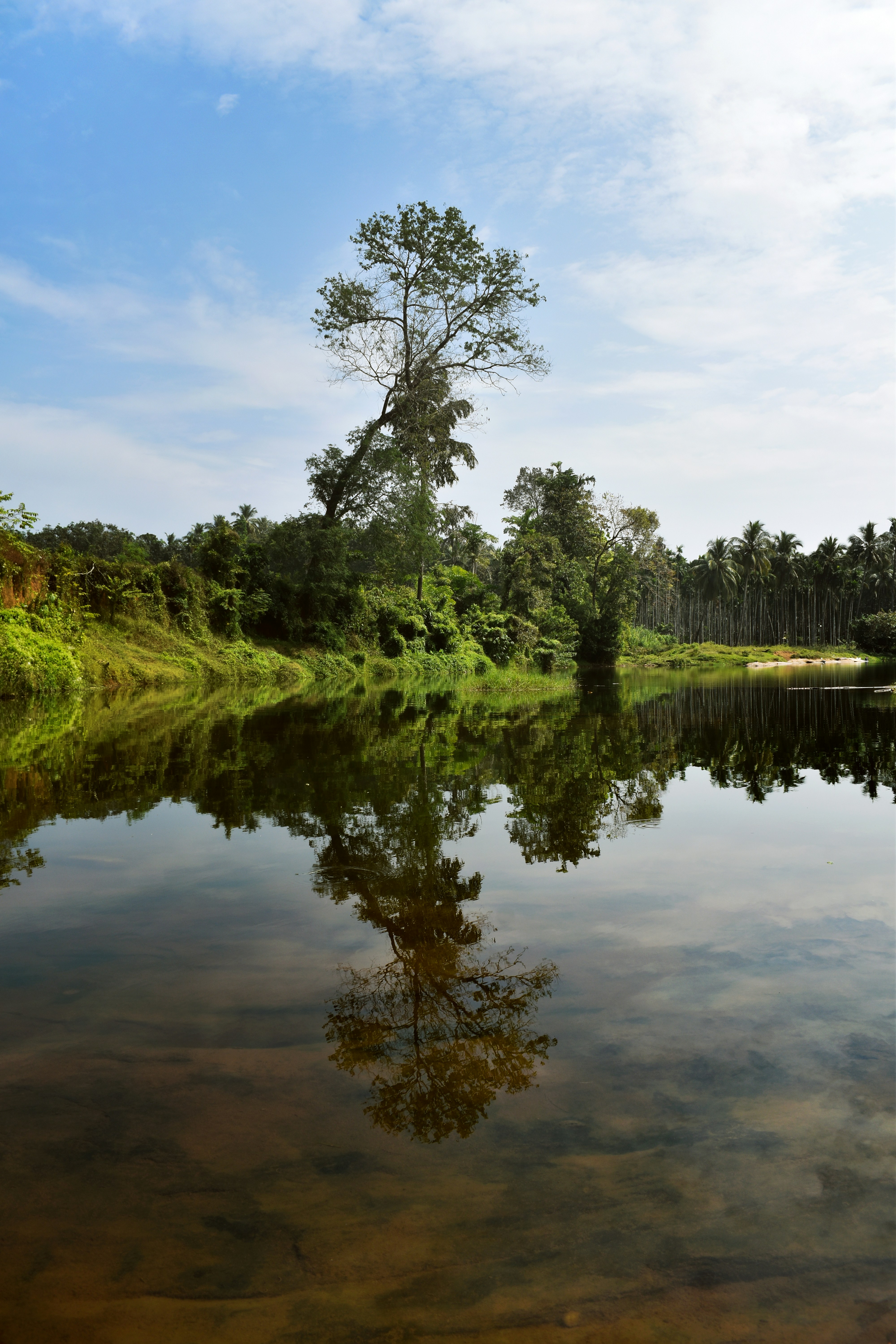Green trees beside river under blue sky during daytime photo – Free ...