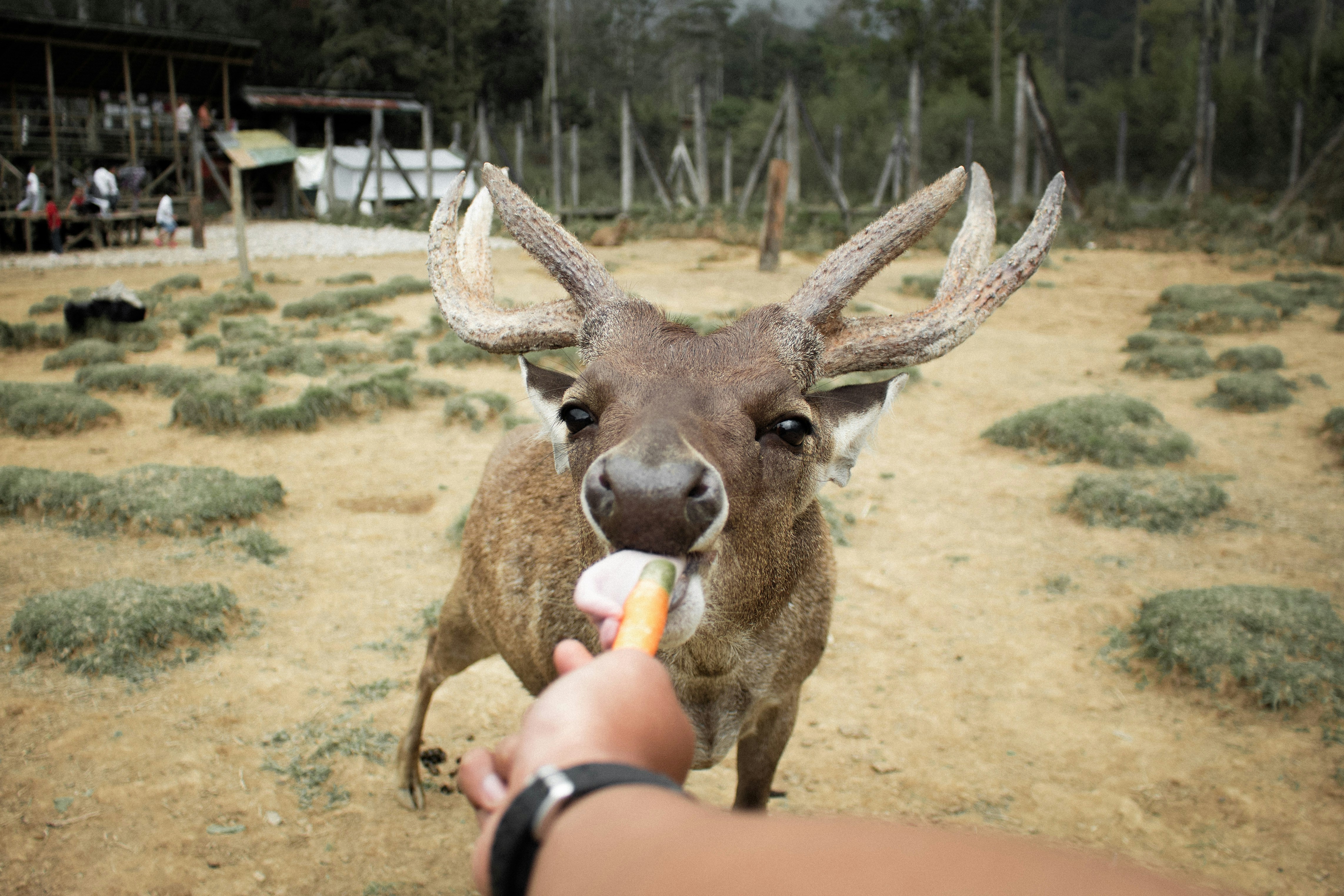 Close-Range Encounter: A Buck Accepts a Carrot at the Feed Yard