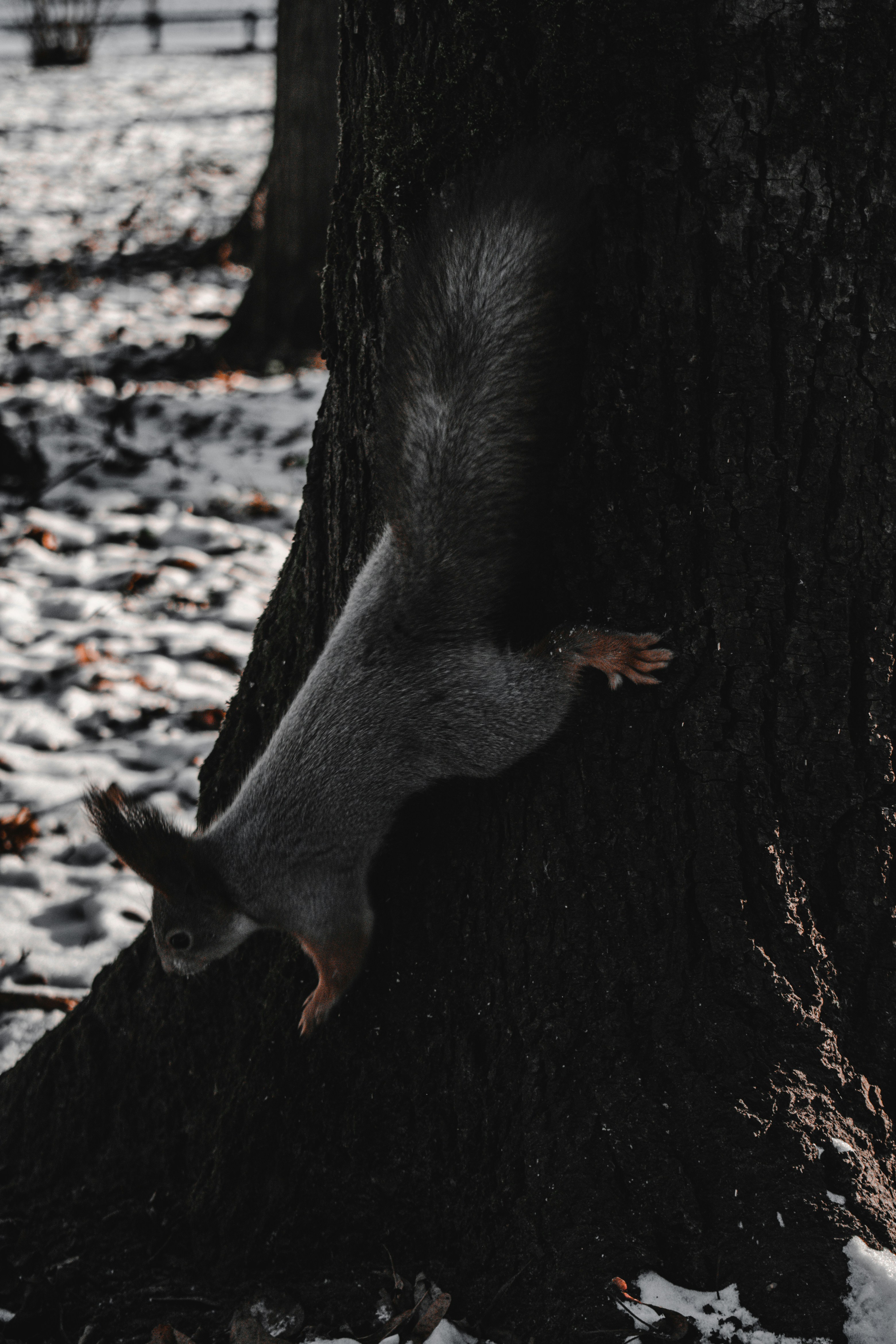 Squirrels Pictures | Download Free Images on Unsplash