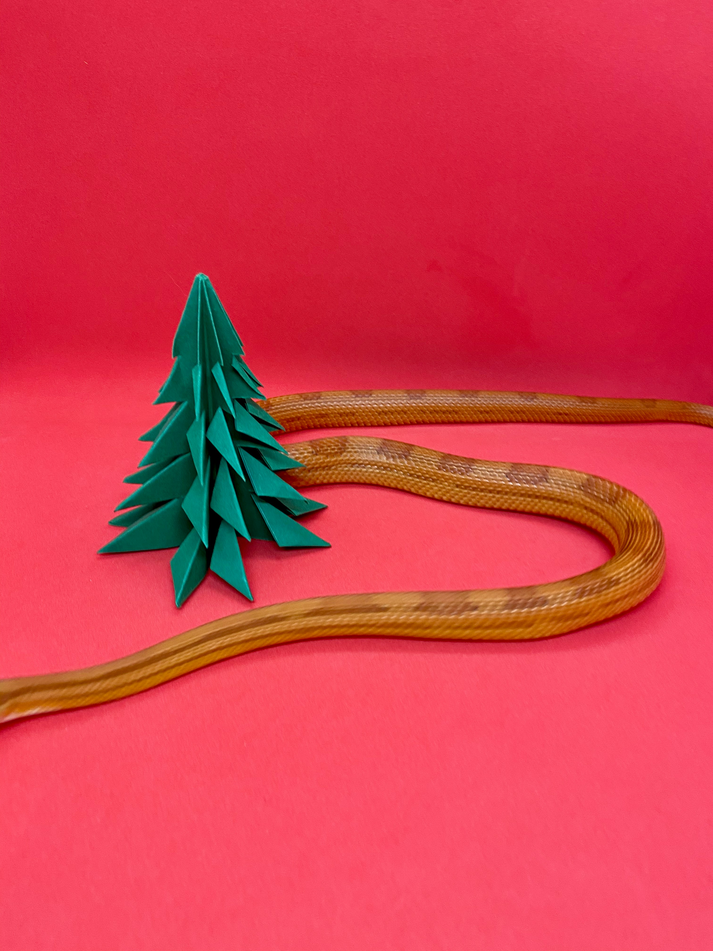 Teal Origami Tree on a Crimson Stage with a Winding Leather Strap