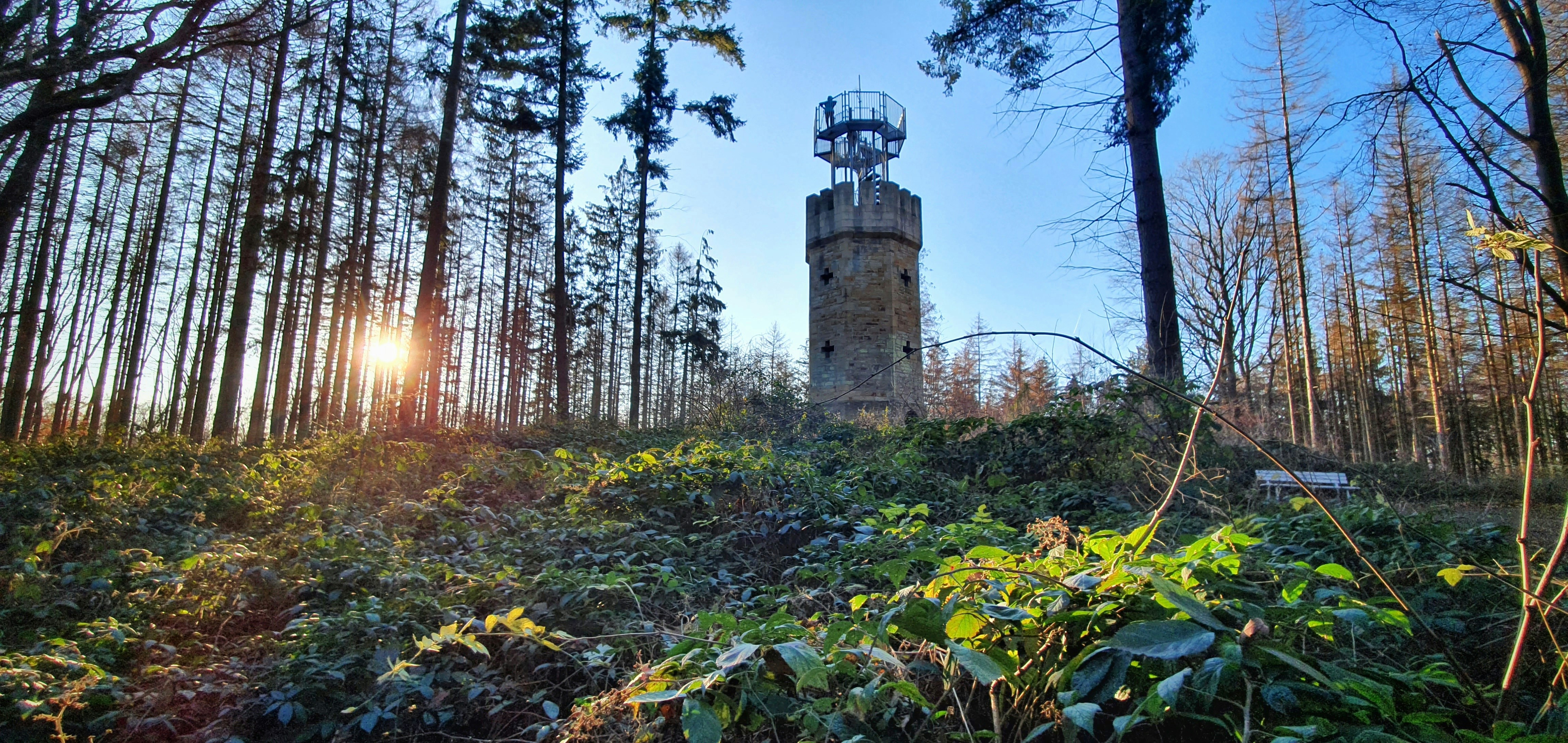 Sunlit Watchtower Rising Over a Fern-Clad Forest