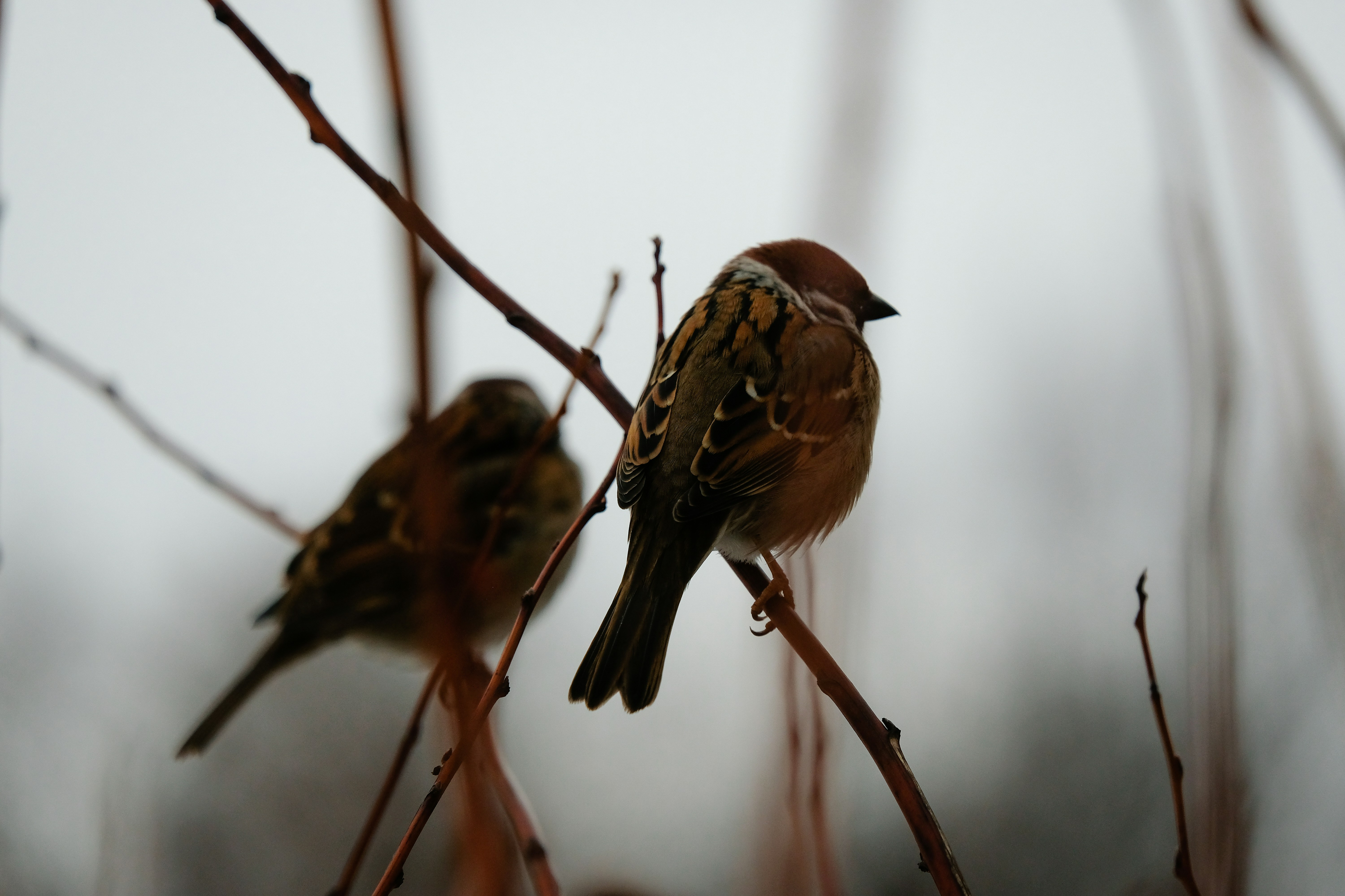 750+ Sparrow Pictures | Download Free Images on Unsplash