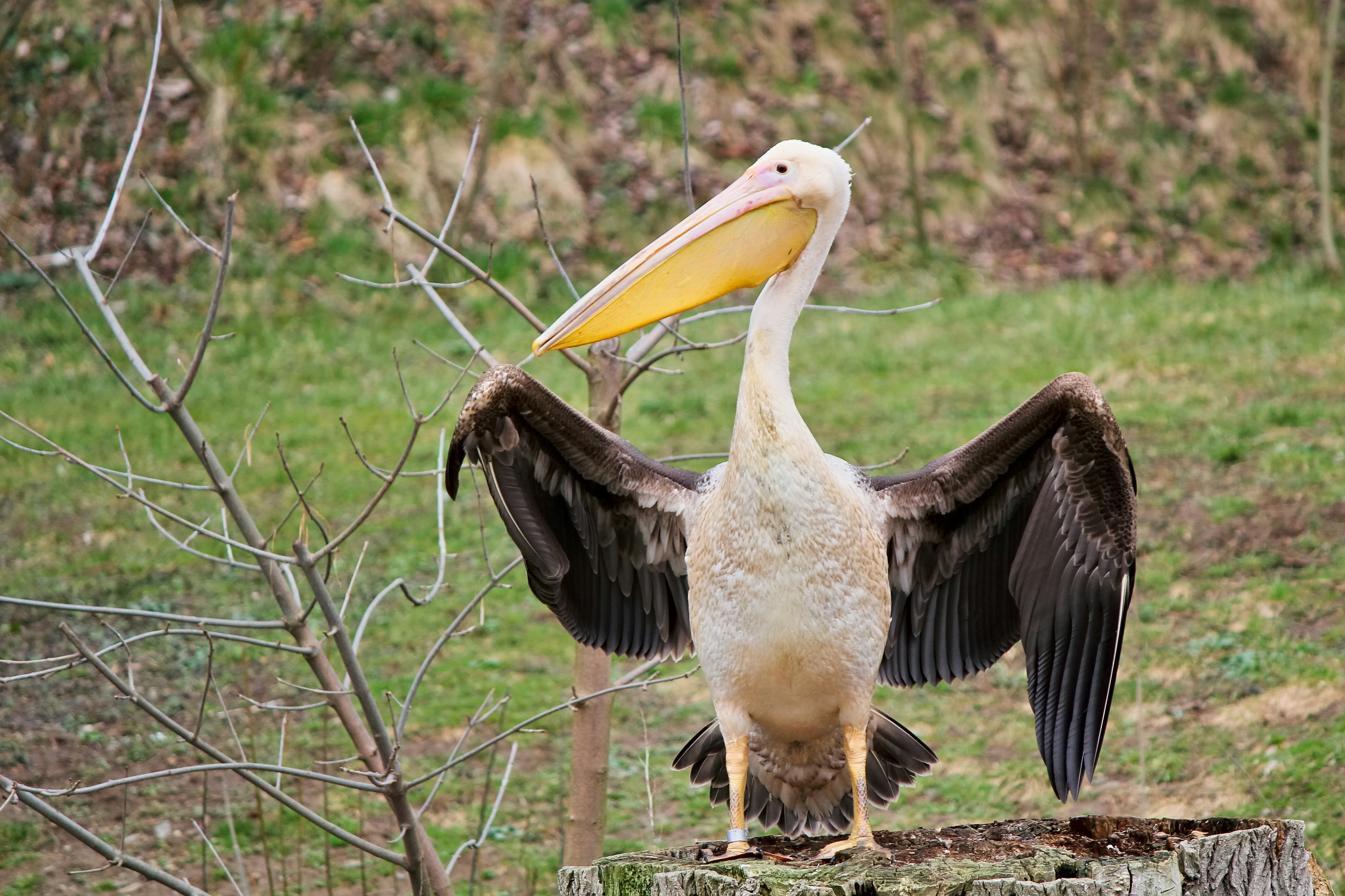 Winged Sentinel: Pelican Spreads Its Wings on a Weathered Log