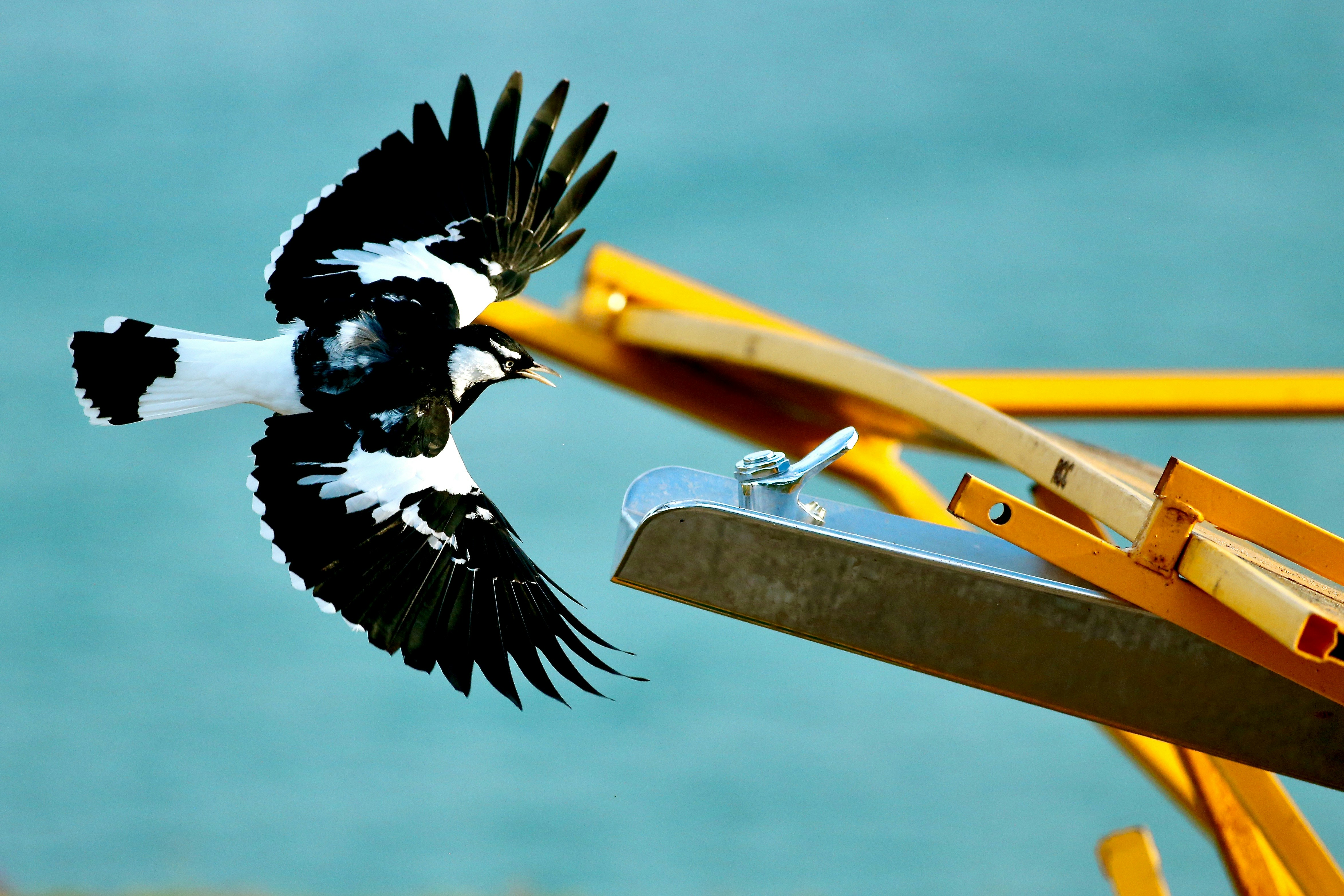 Magpie in Mid-Flight Past a Bright Crane Against Turquoise Harbor