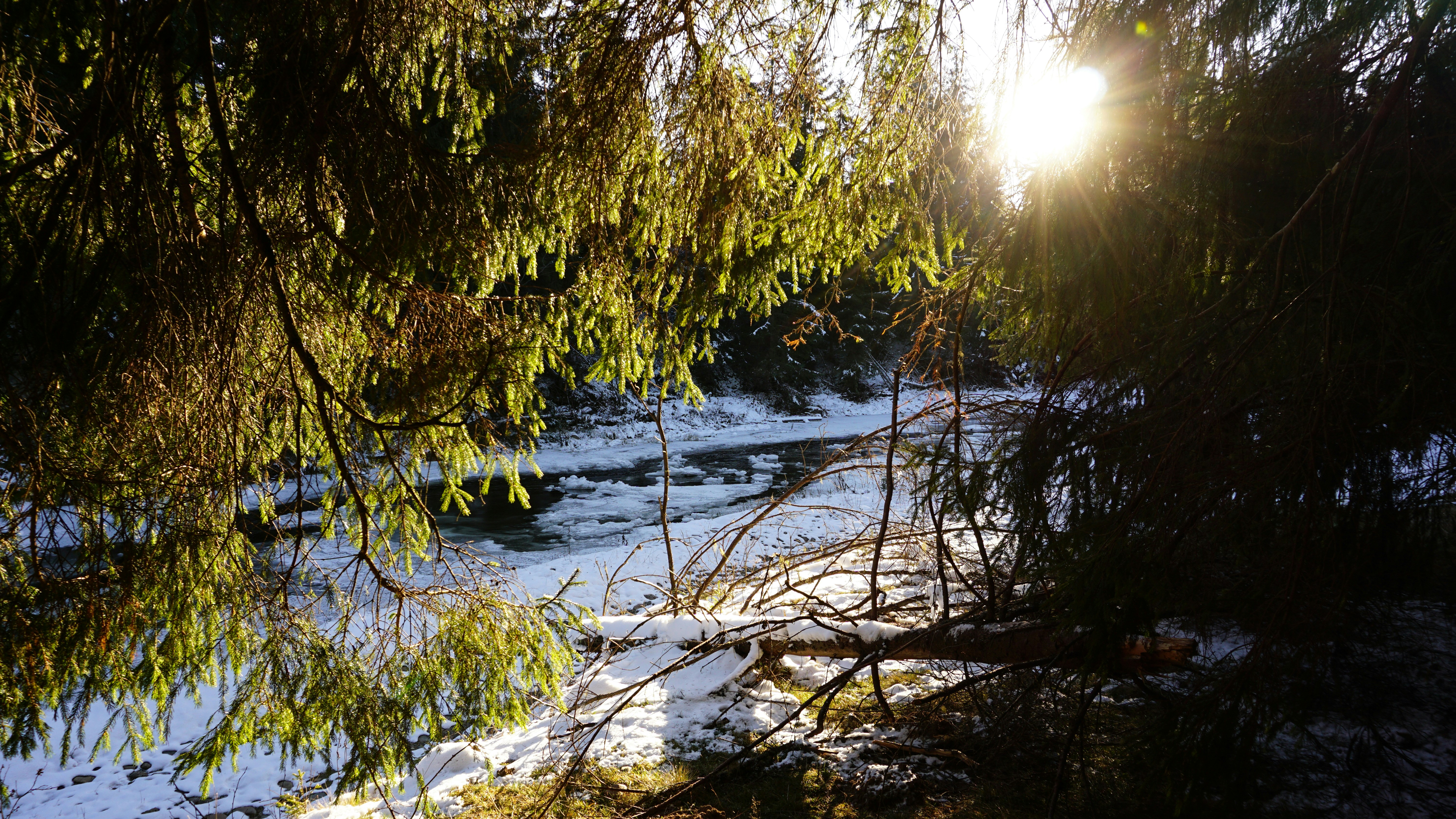 green trees beside river during daytime