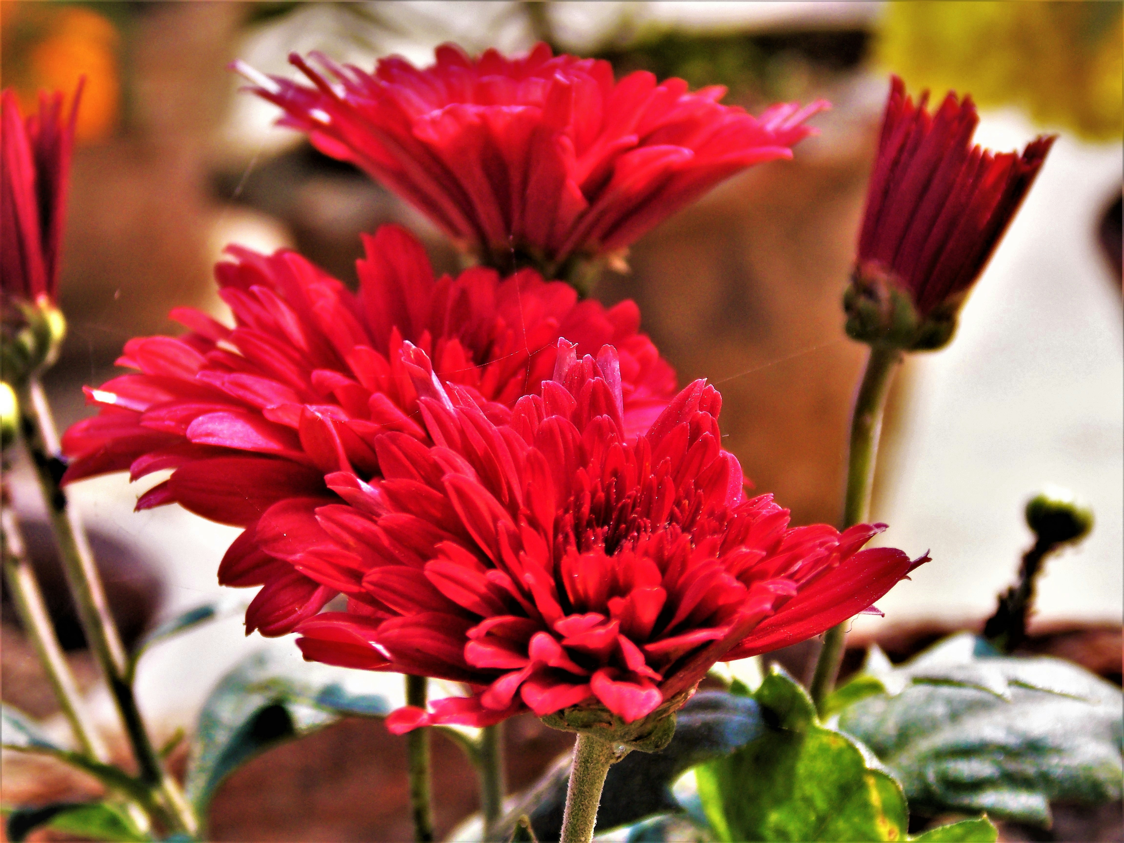 Close-up of vibrant crimson chrysanthemums with a soft background blur, emphasizing petal texture and color.