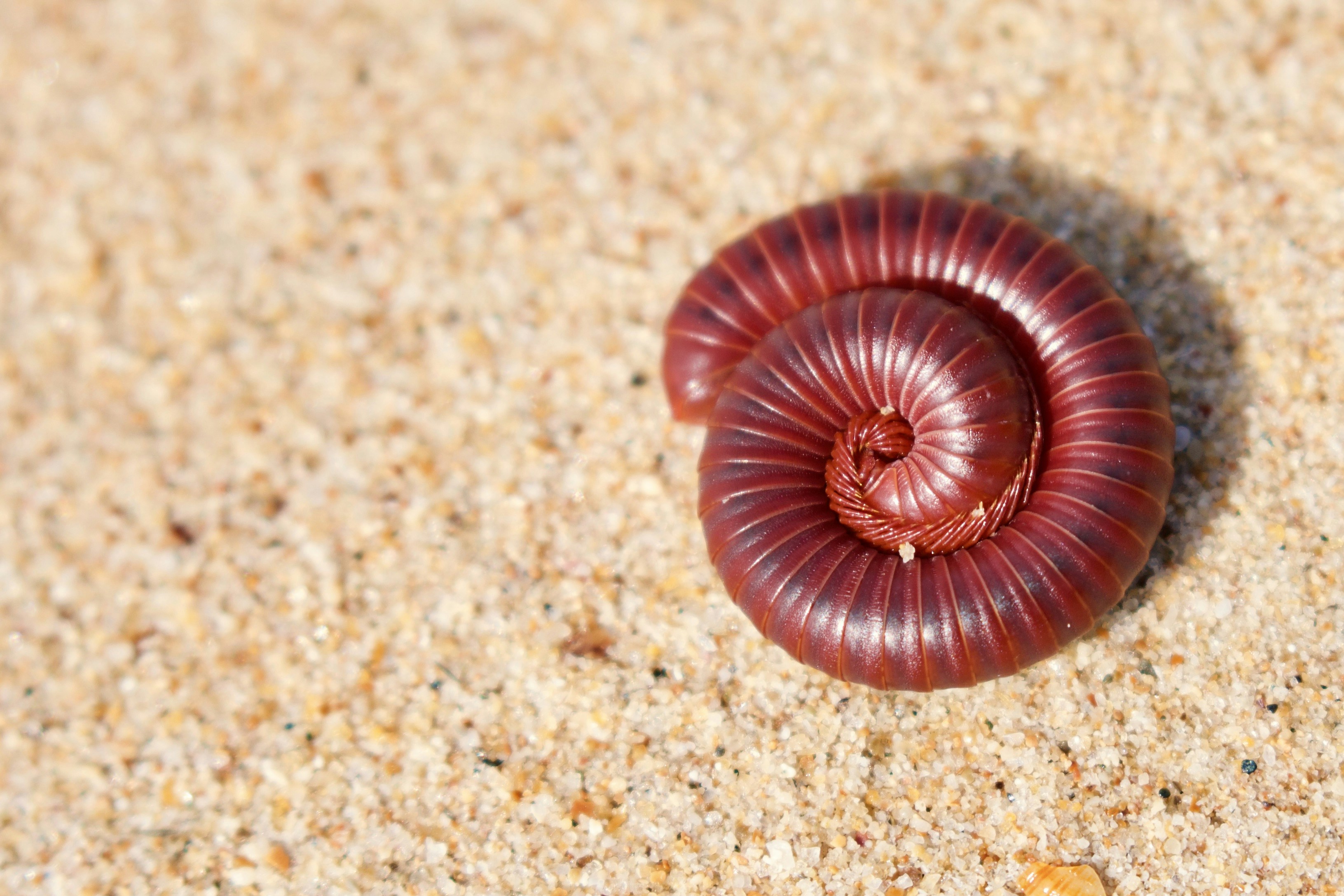 Brown and white sea creature on brown sand photo – Free Brown Image on ...