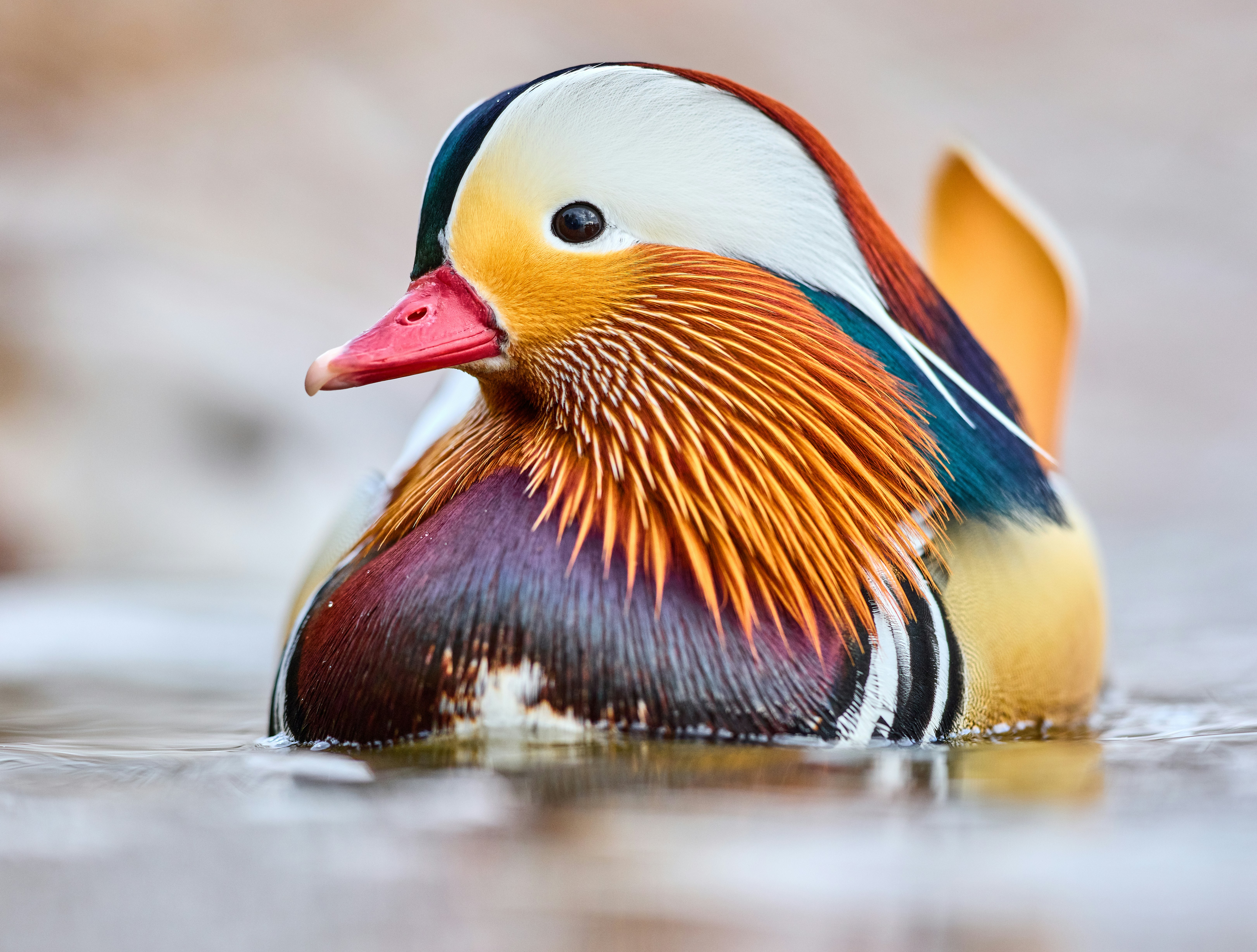 Orange white and blue duck on water photo – Free Bird Image on Unsplash