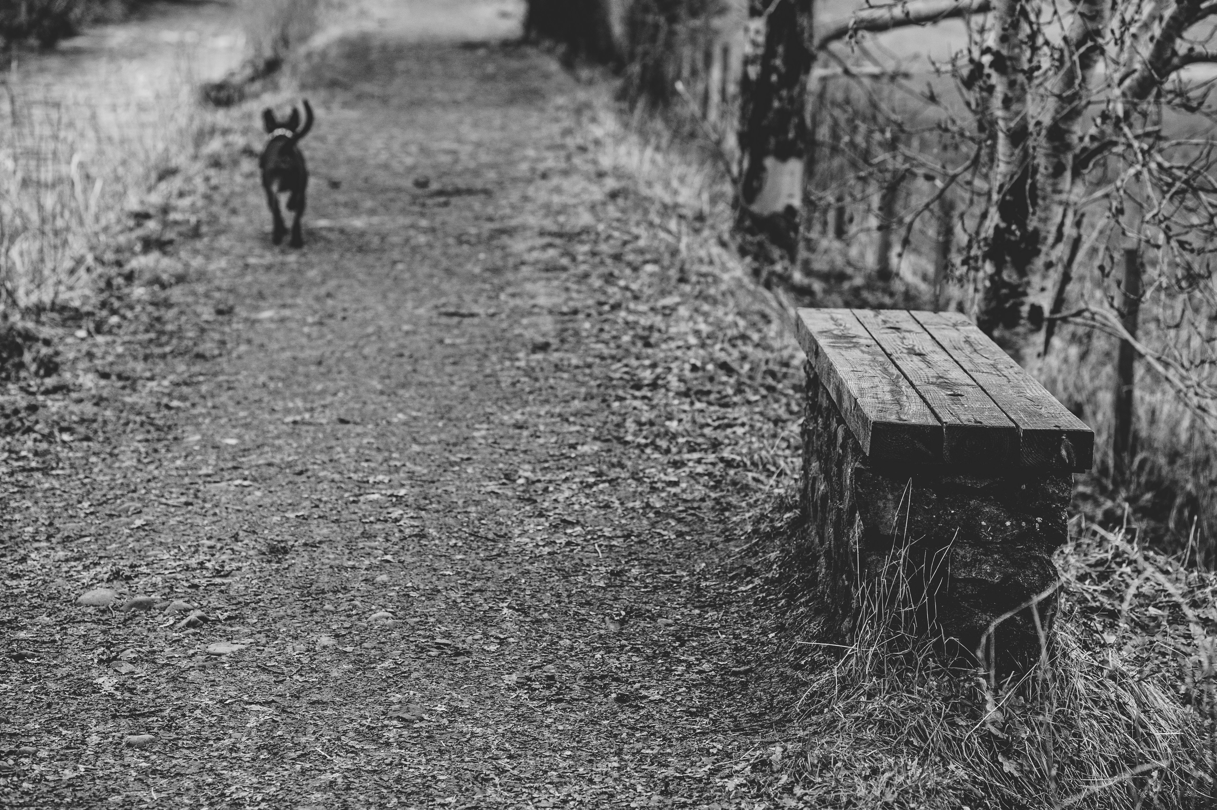 Frost-Lined Path: A Lone Figure on a Quiet Woodland Trail
