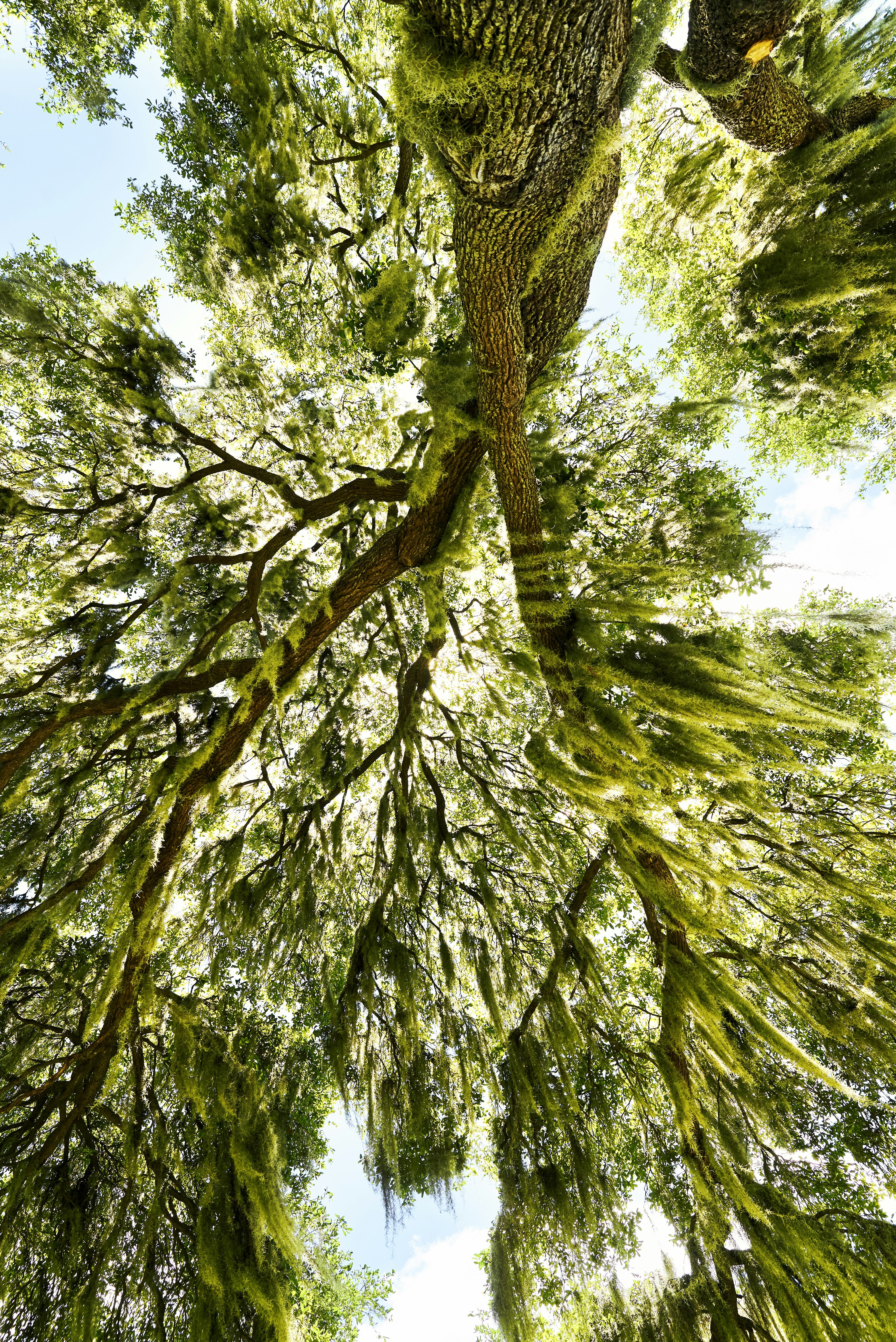 View from below a sprawling oak tree draped in Spanish moss, capturing the intricate interplay of light and foliage. Bright blue sky peeks through the leaves.