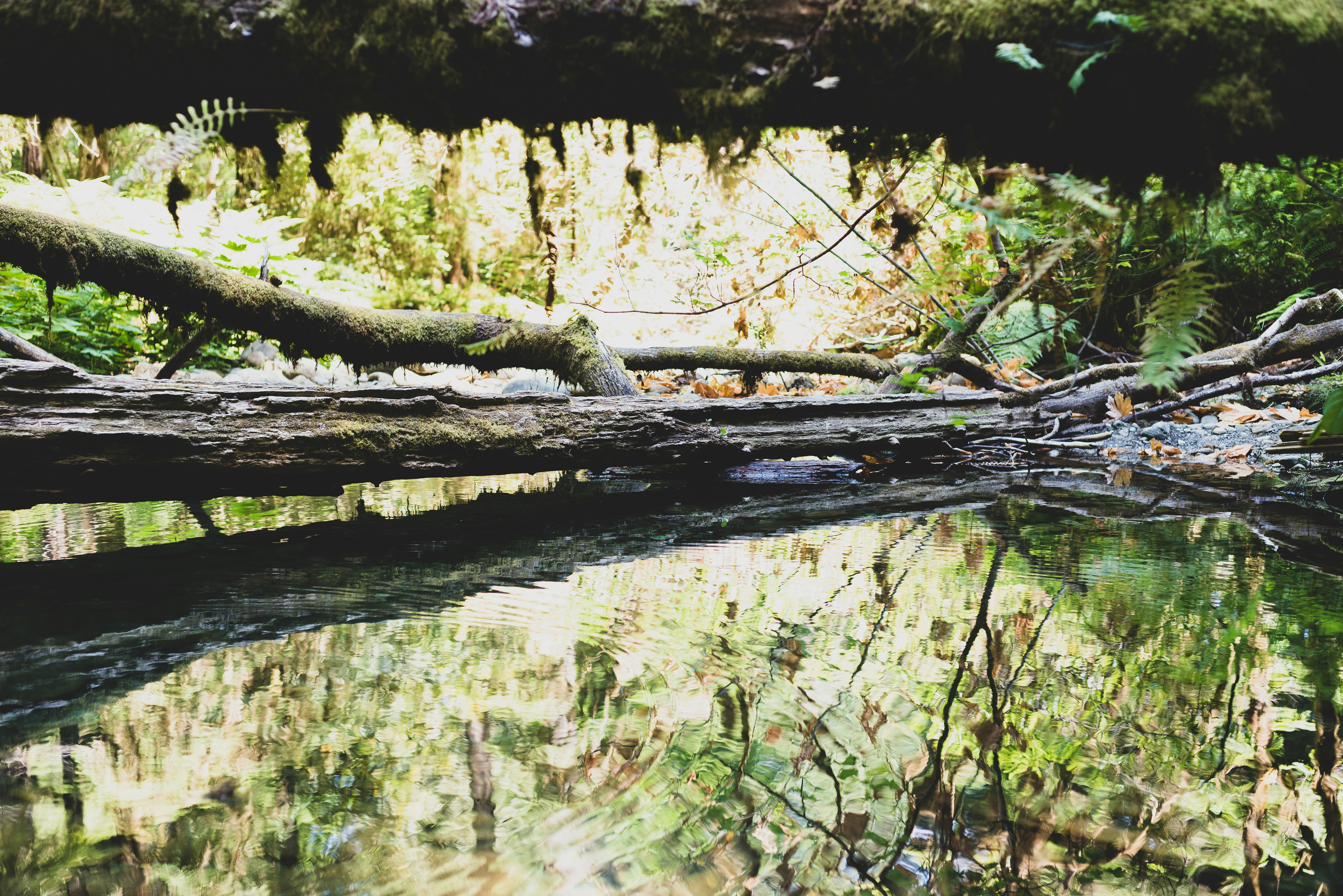 Brown tree log on lake photo – Free Forest Image on Unsplash