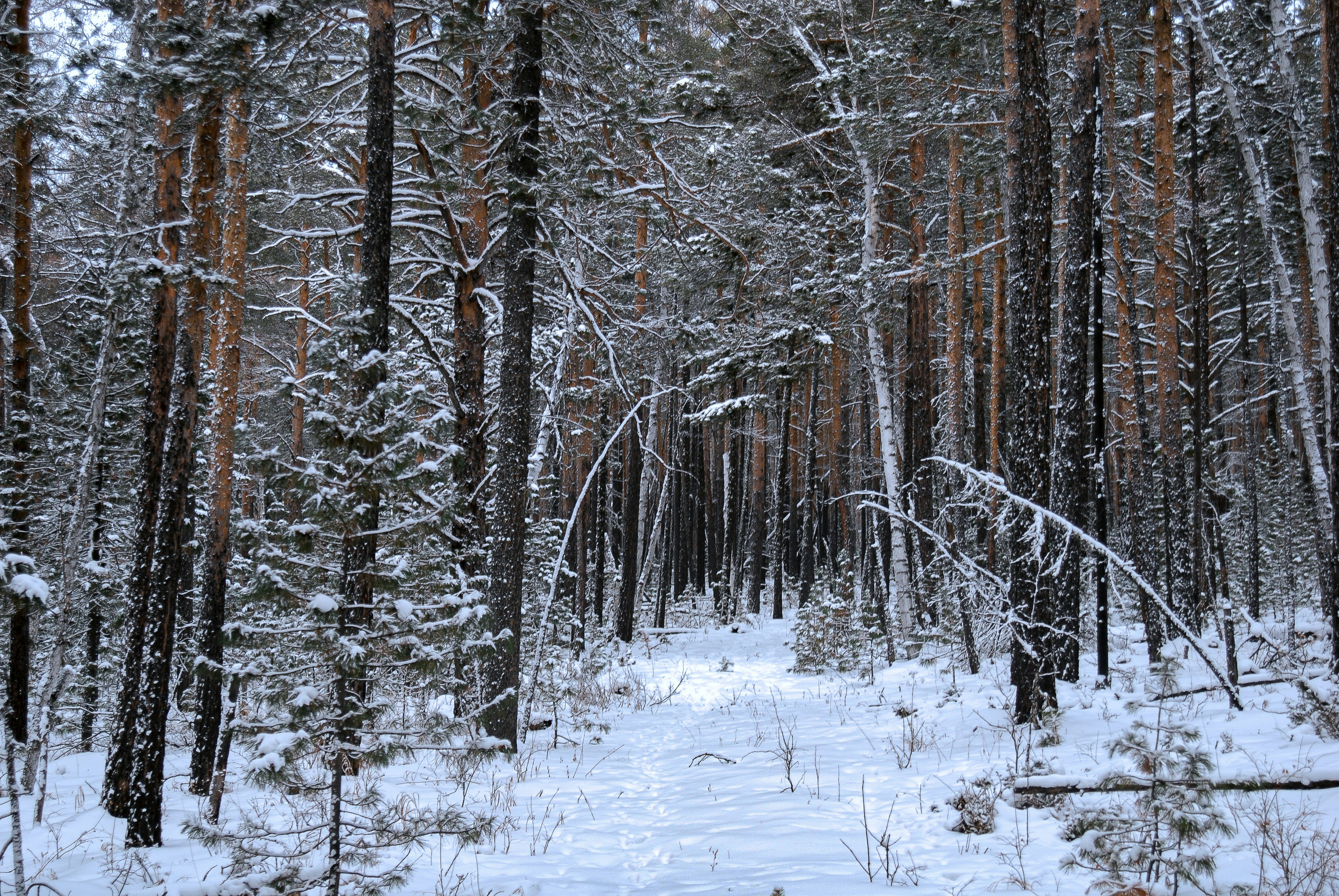 Snow-covered forest path flanked by tall, slender trees in a serene winter setting.