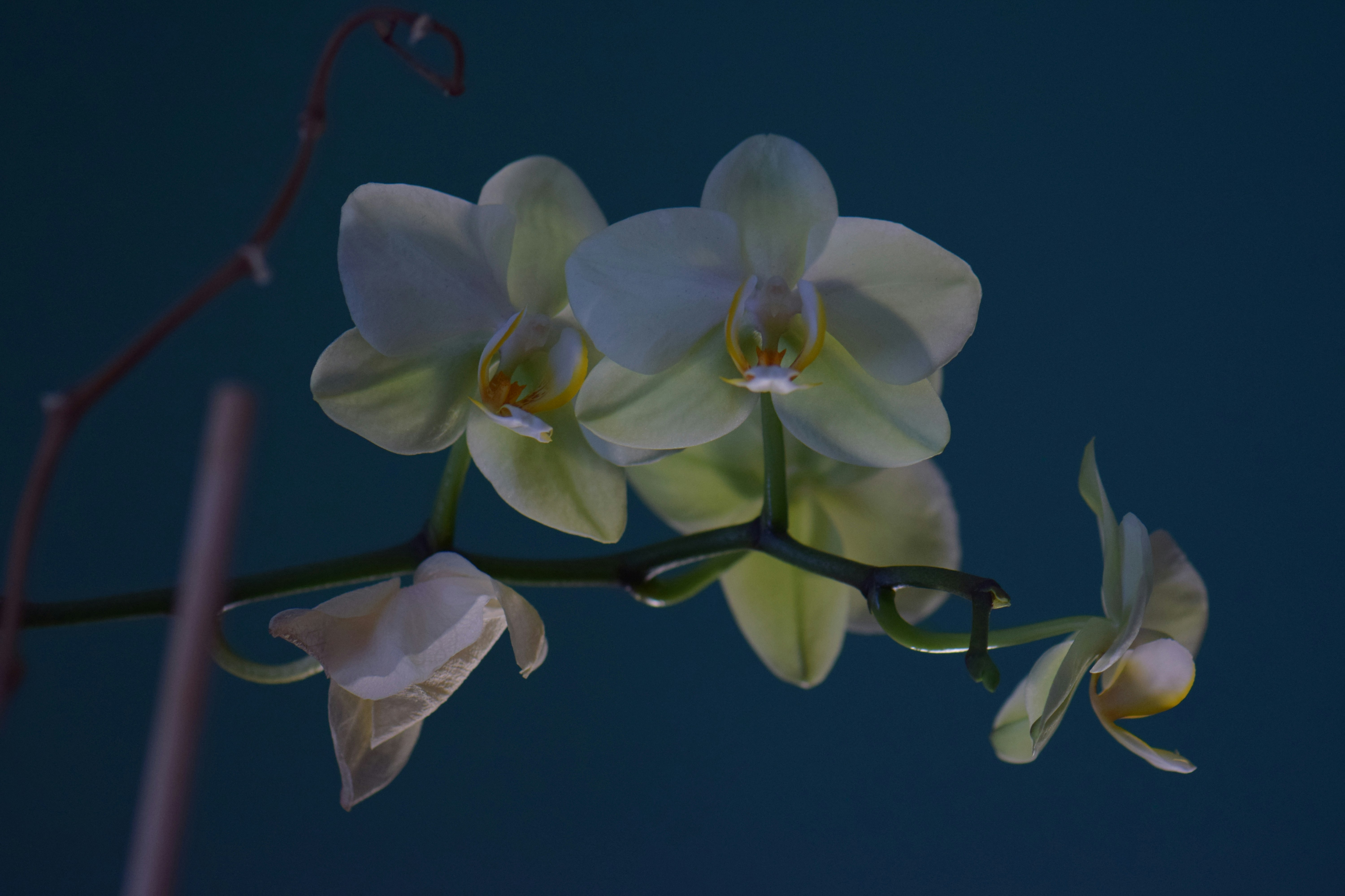 Moonlit Phalaenopsis: White Orchid Against Velvet Blue