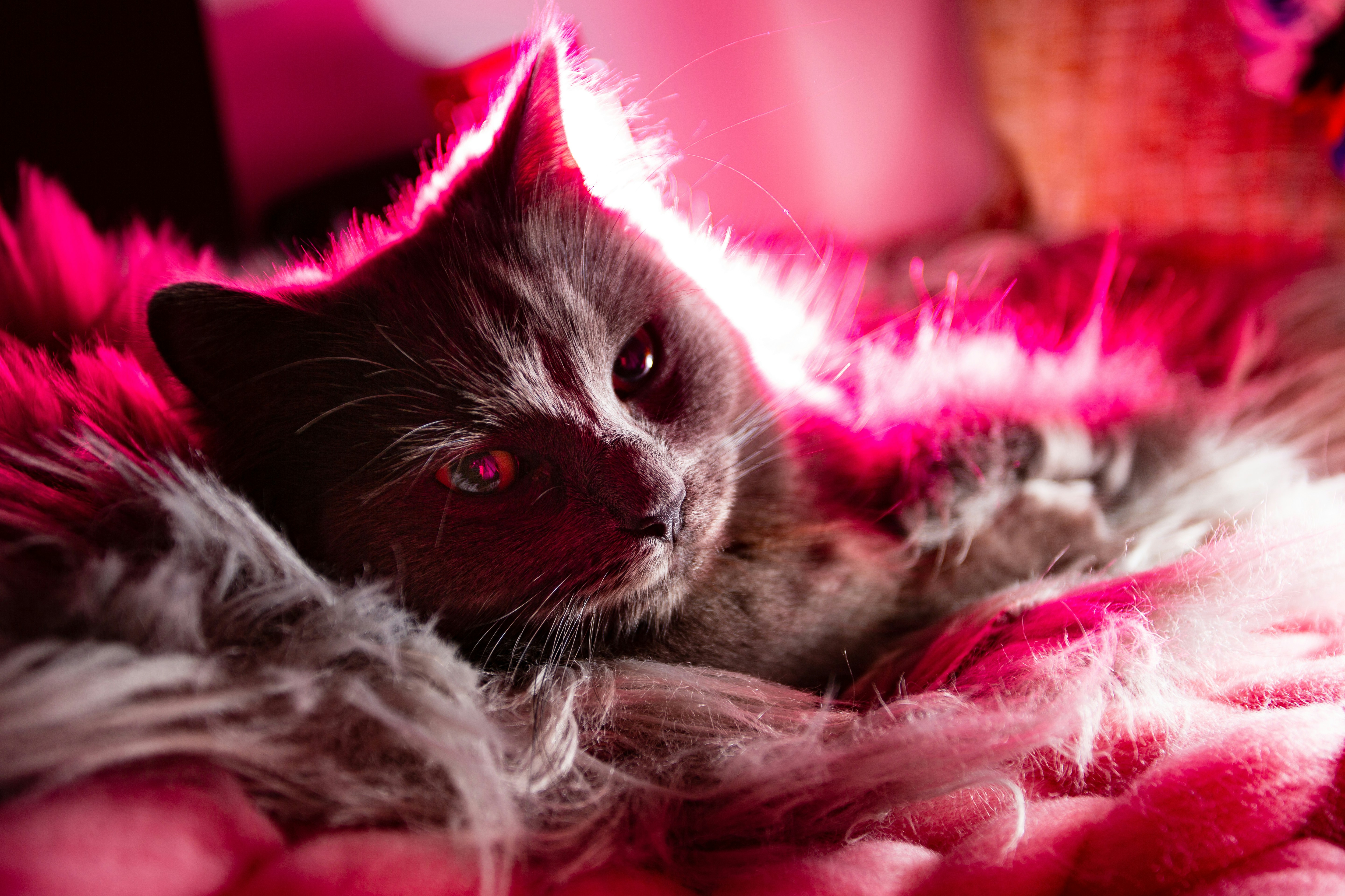 Pink Cat Pictures | Download Free Images on Unsplash