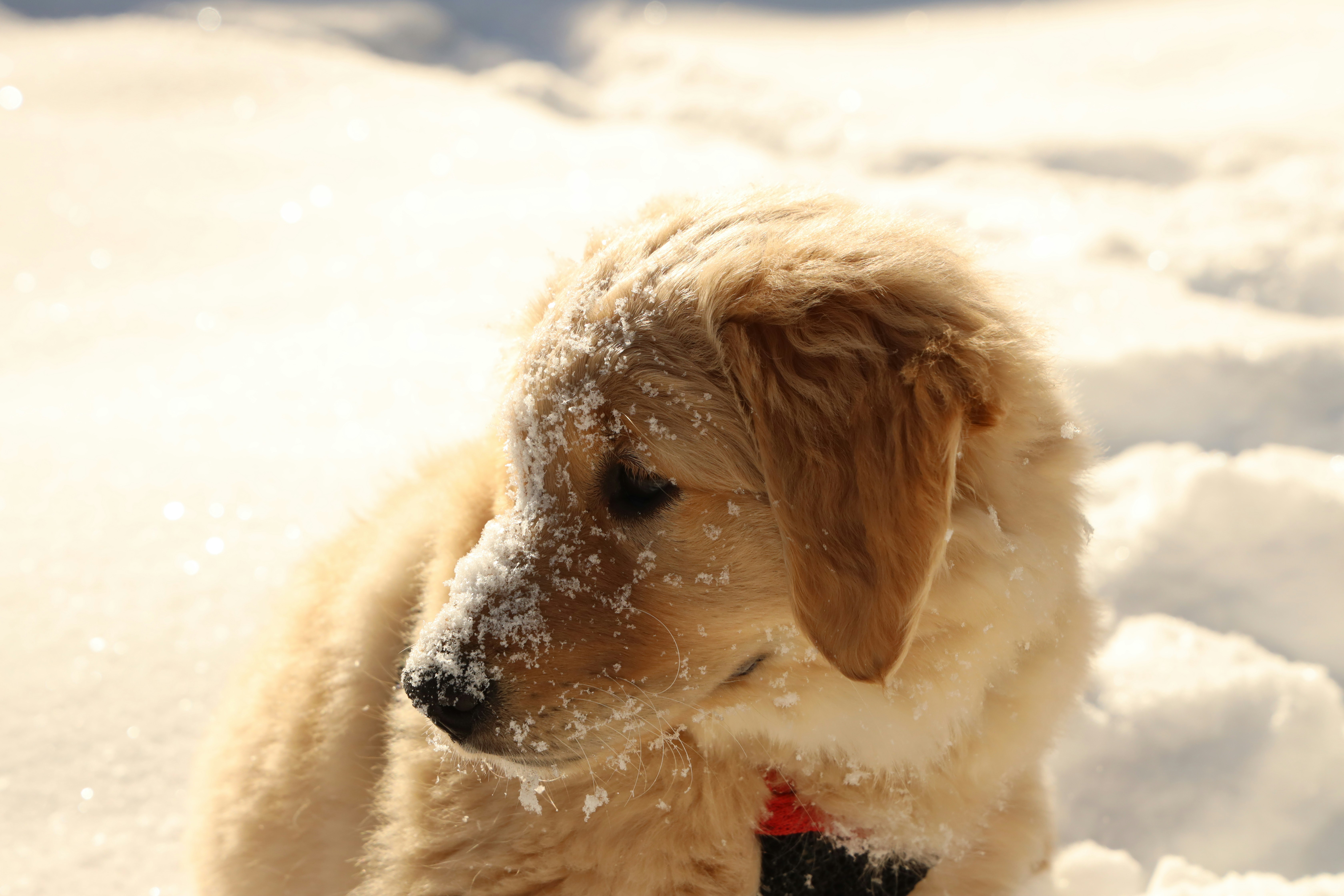 Golden retriever puppy with snowflakes on its fur, nestled in a winter landscape. The scene captures the playful essence of a young dog in a snowy environment.