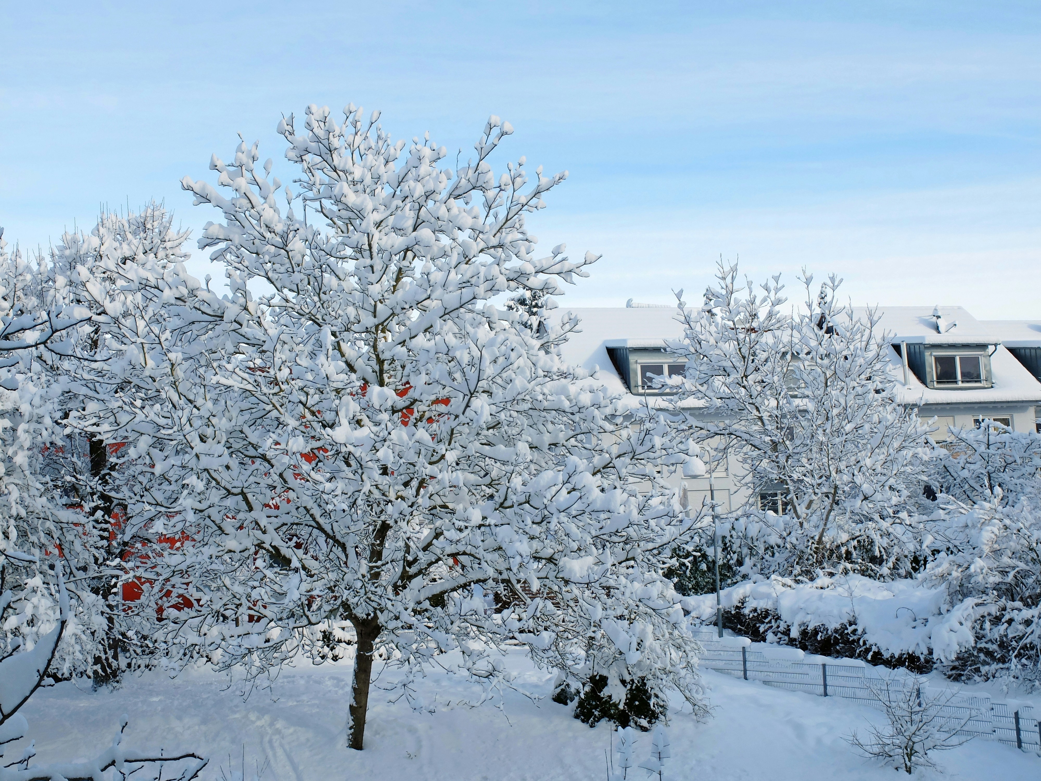 Snow-laden trees stand quietly in a suburban landscape under a pale blue sky.