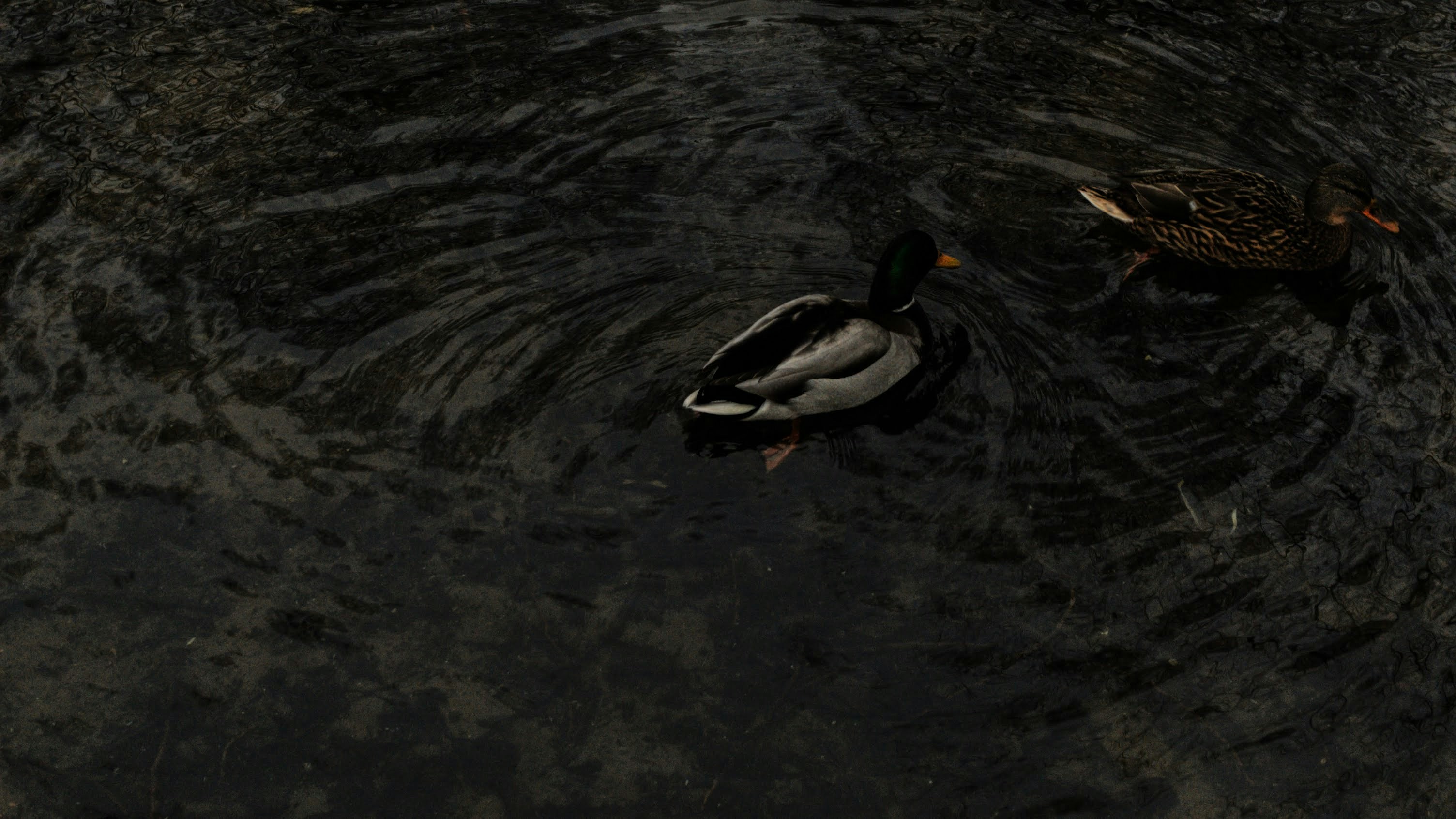 Two ducks gliding across a dark, reflective water surface, creating gentle ripples. The scene captures a moment of tranquility in nature.