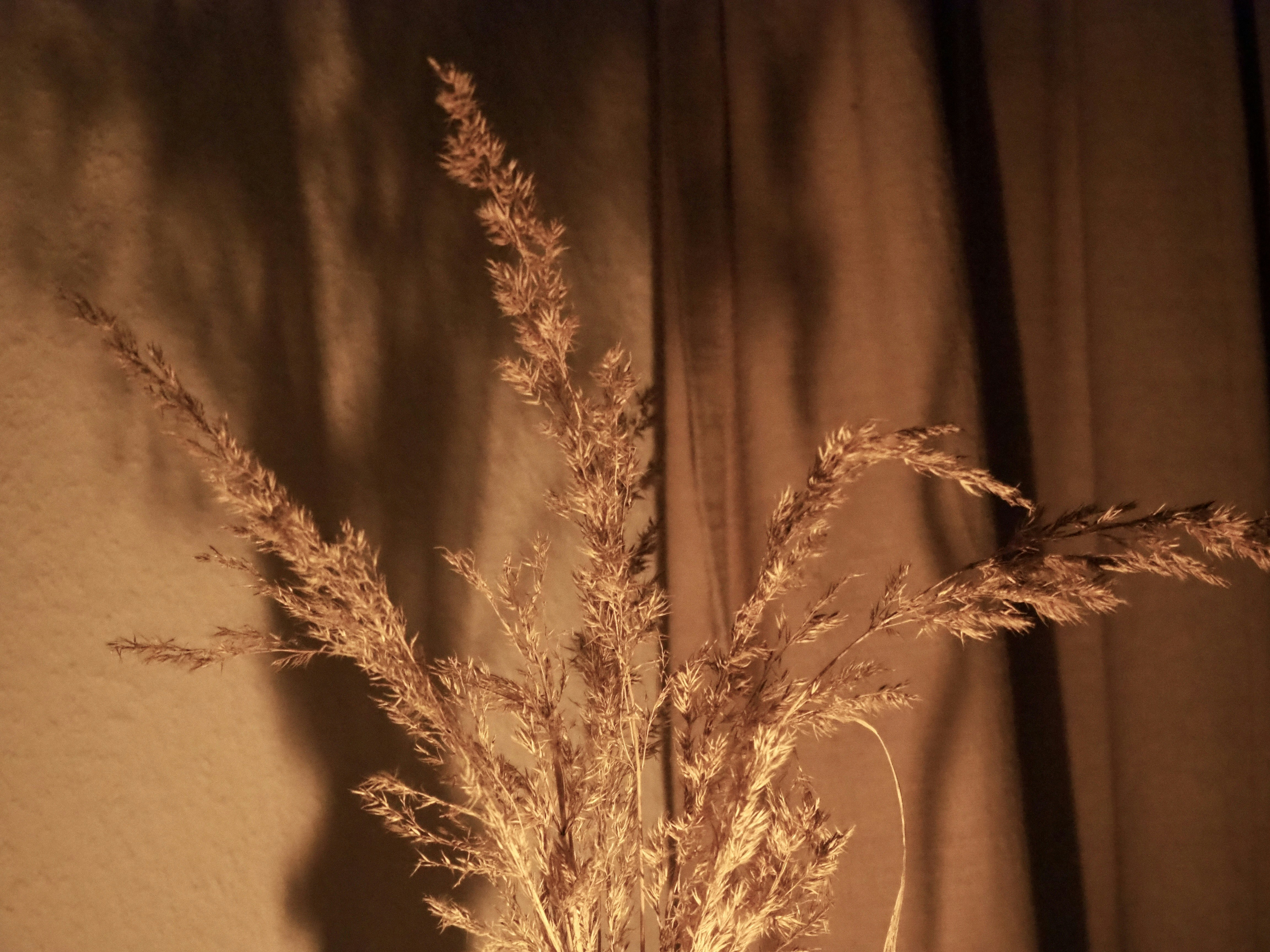Delicate dried grasses casting intricate shadows against a softly lit backdrop. The interplay of light and texture creates a serene atmosphere.