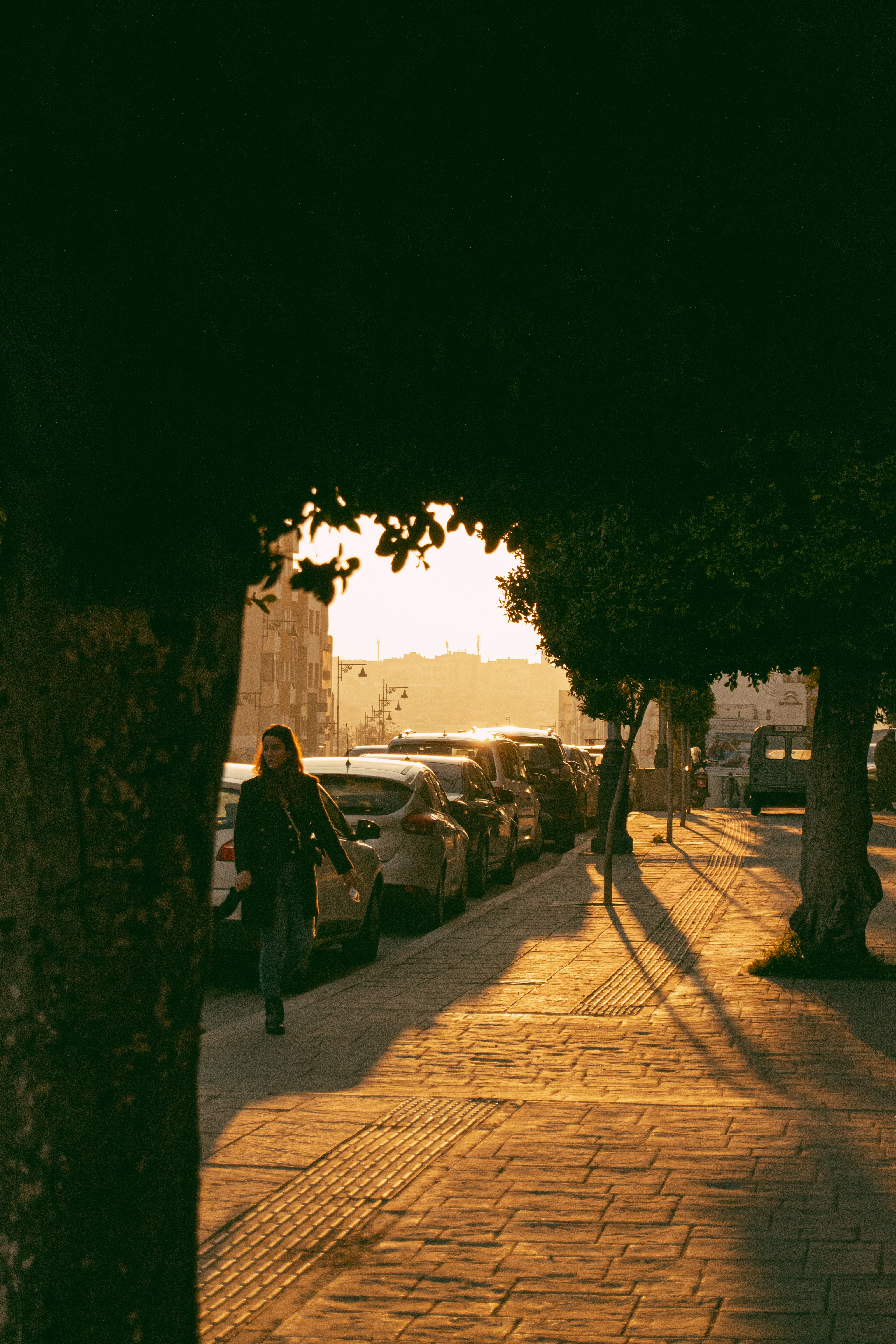 Sunlit Pedestrian Between Tree-Framed Shadows on a Quiet Boulevard