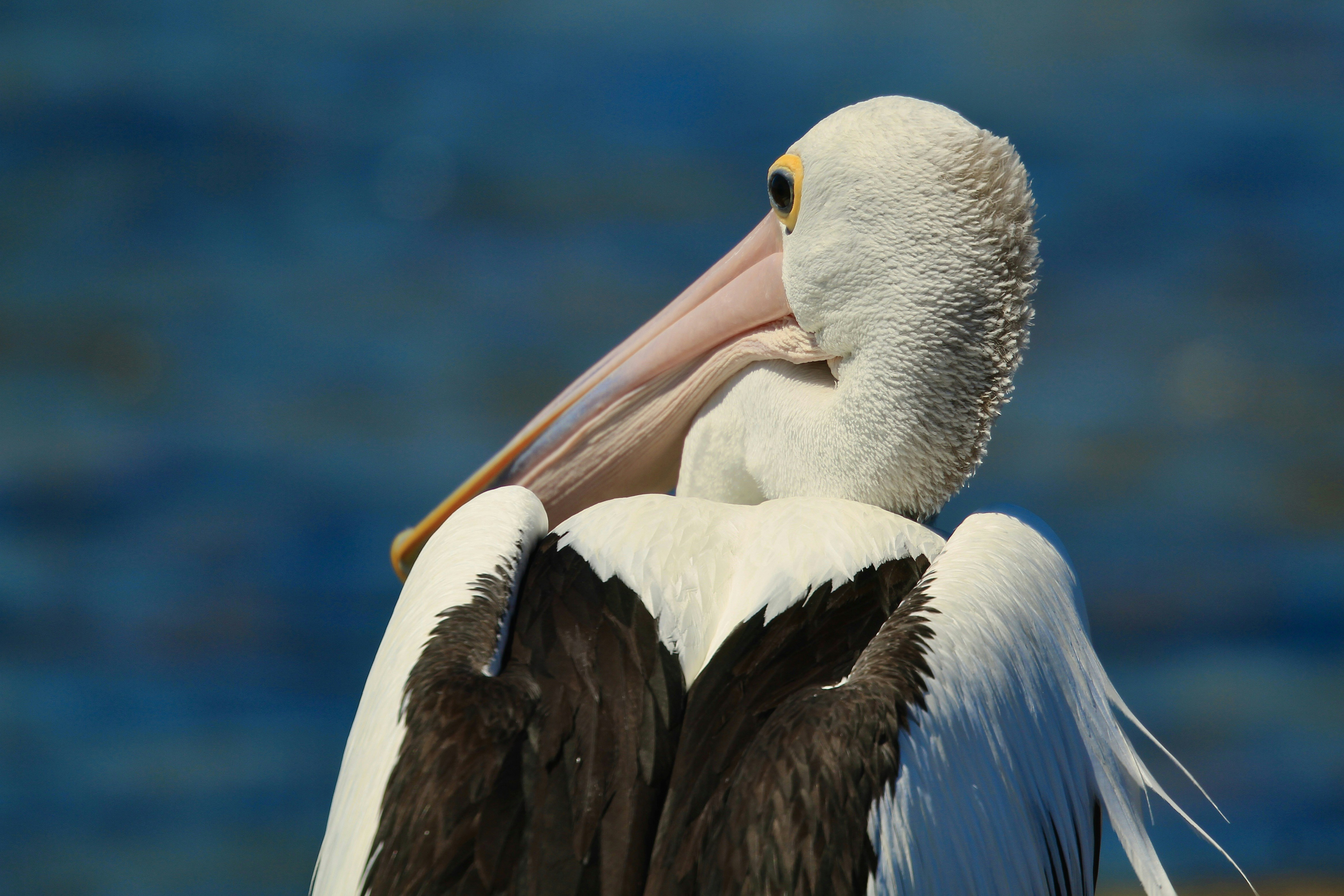 Close-up of a pelican with its head turned, showcasing intricate feather details against a blurred blue background.