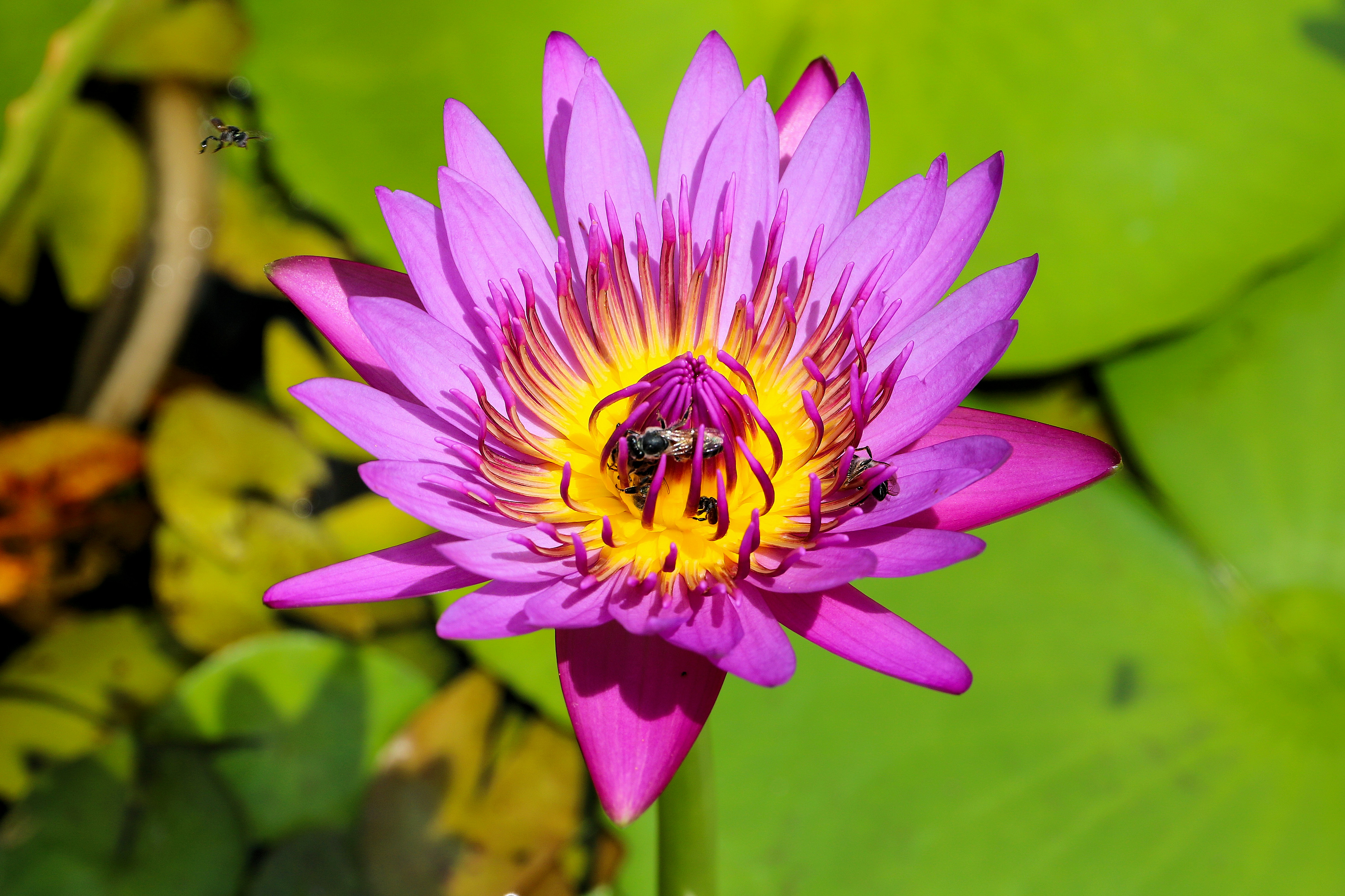 Purple flower in tilt shift lens photo – Free Flower Image on Unsplash
