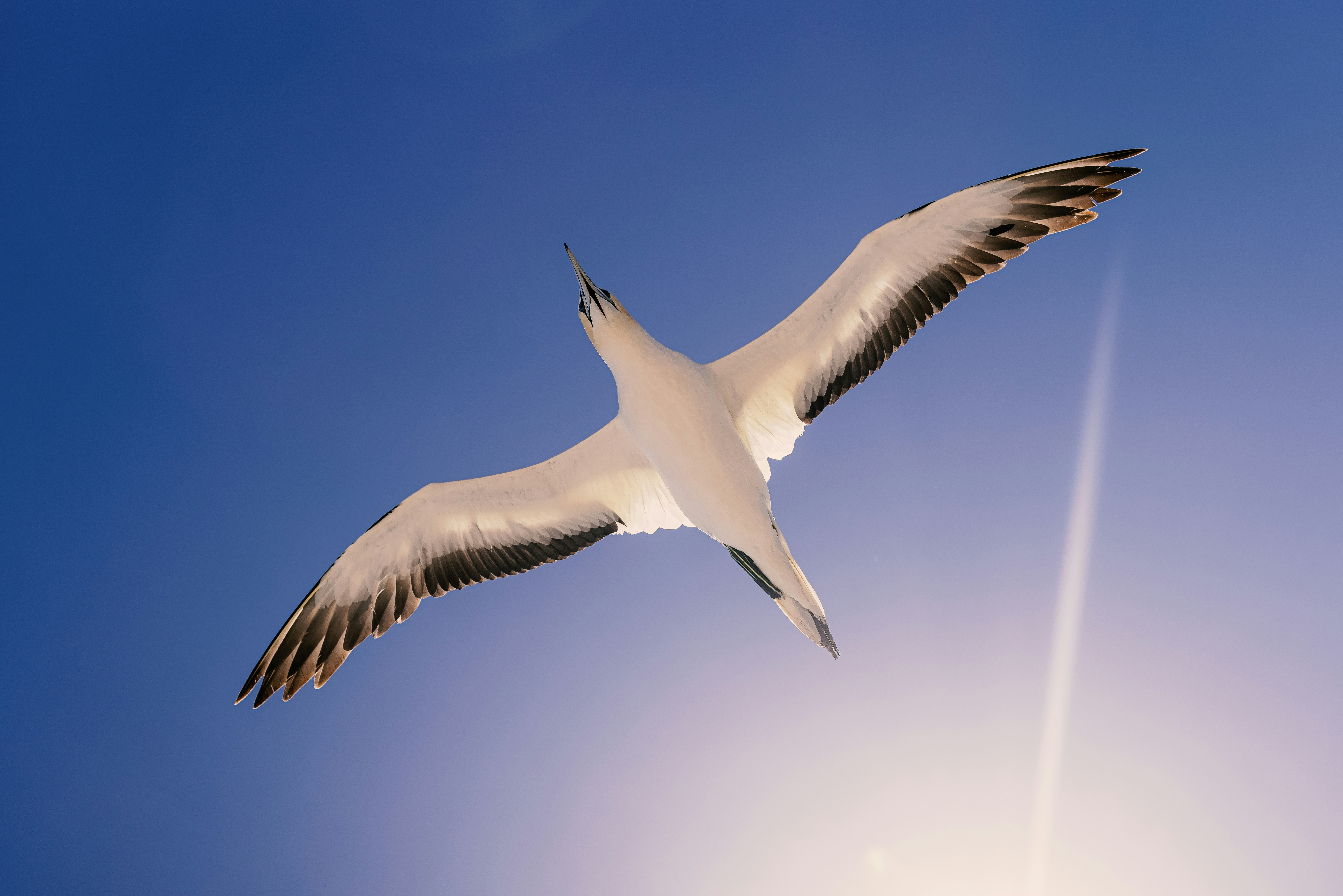 Gannet soaring with wings spread wide against a vibrant blue sky.