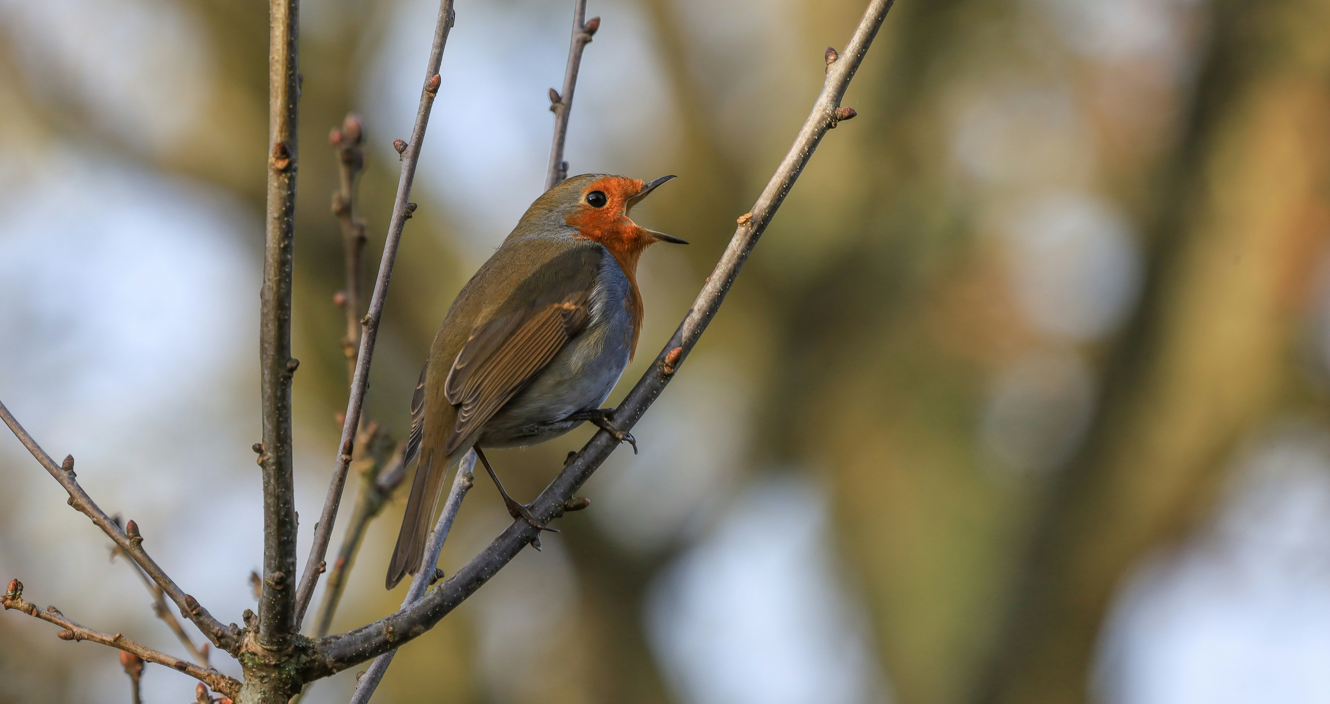 Robin with orange breast perched on a slender tree branch against a blurred background.