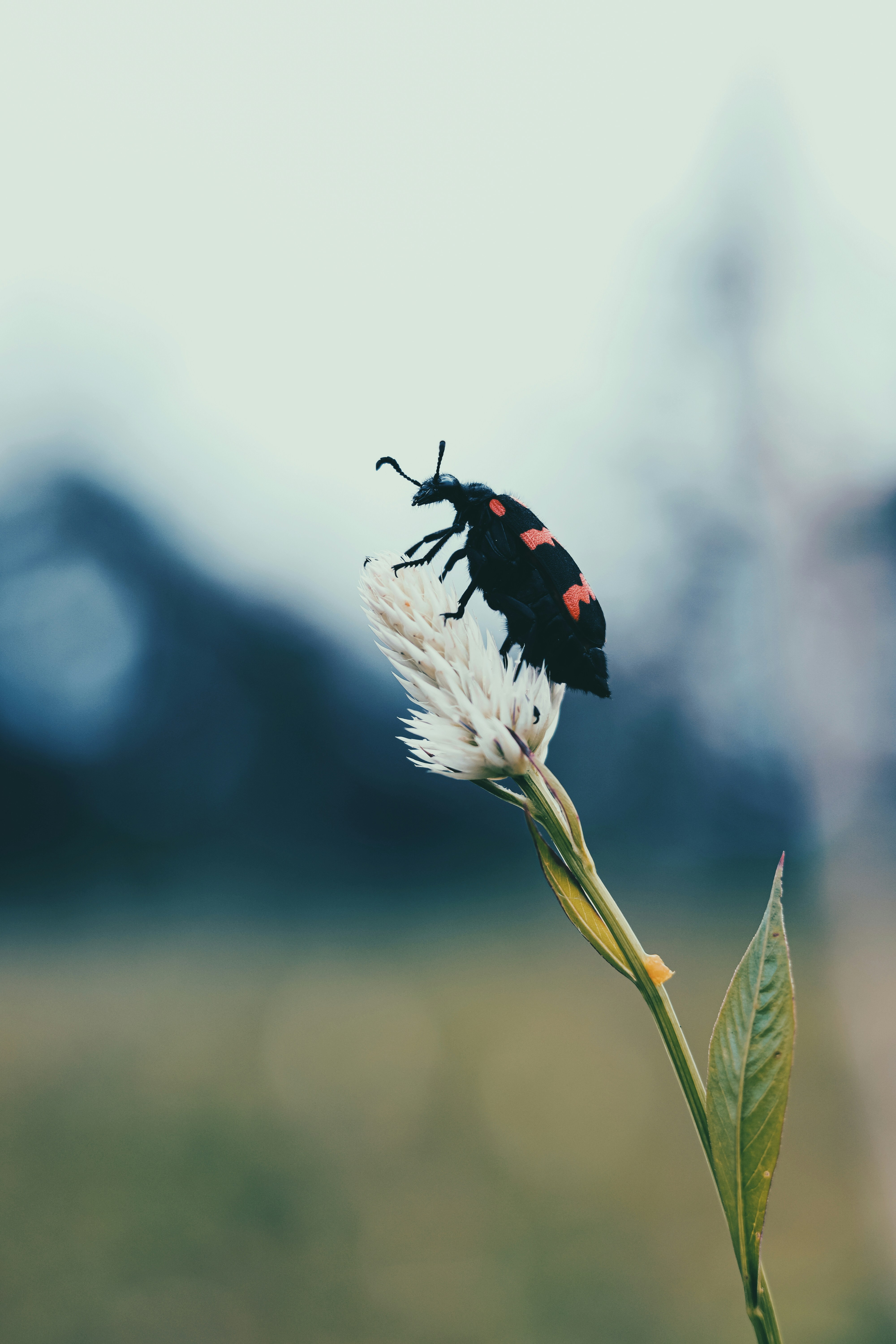 black and red butterfly perched on white flower in close up photography during daytime