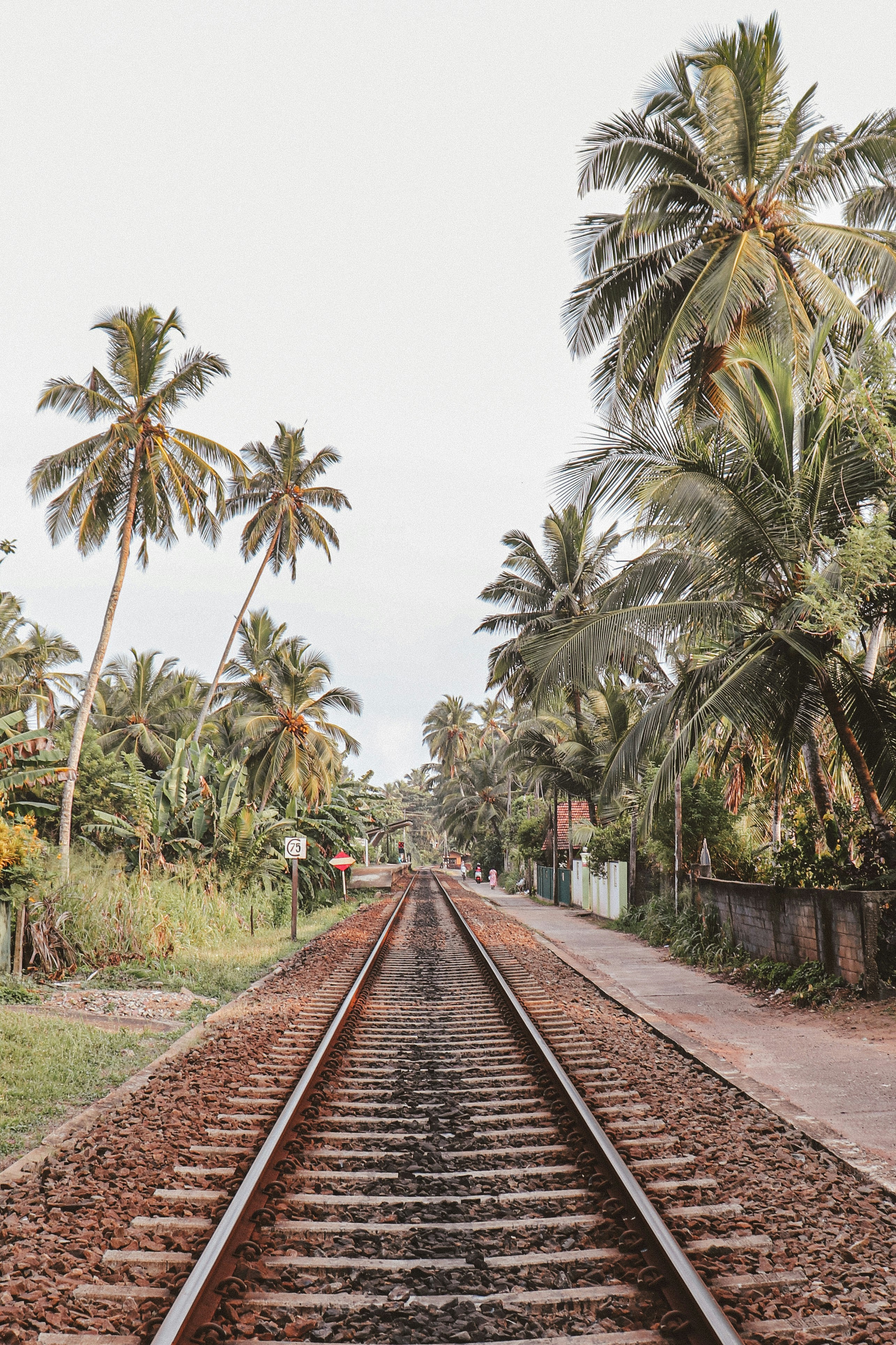 Tracks Through Tropical Serenity