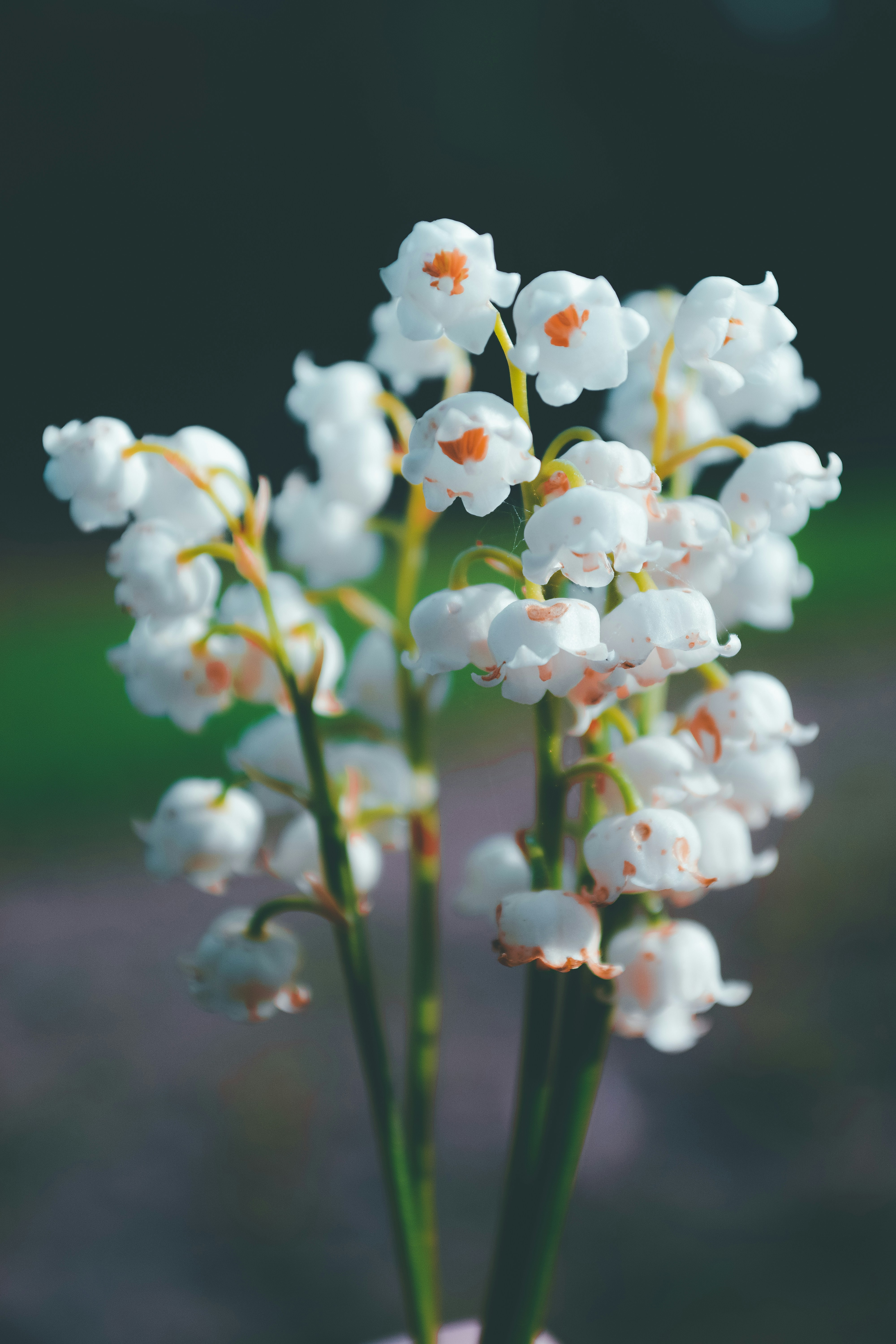 Whispers of Spring: The Lily of the Valley