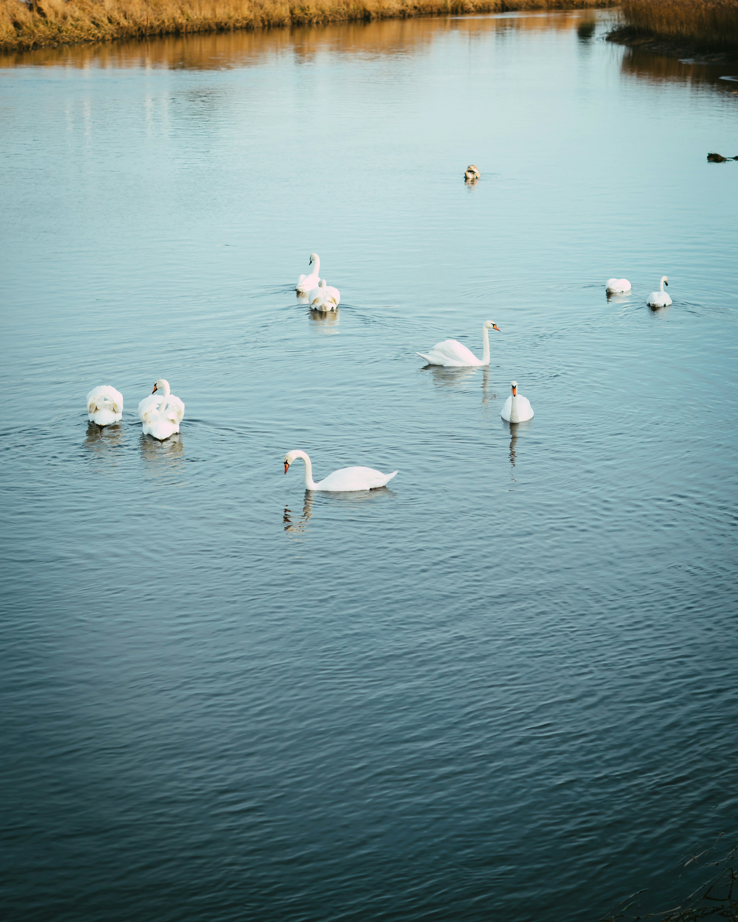 Floating Choir on a Quiet River