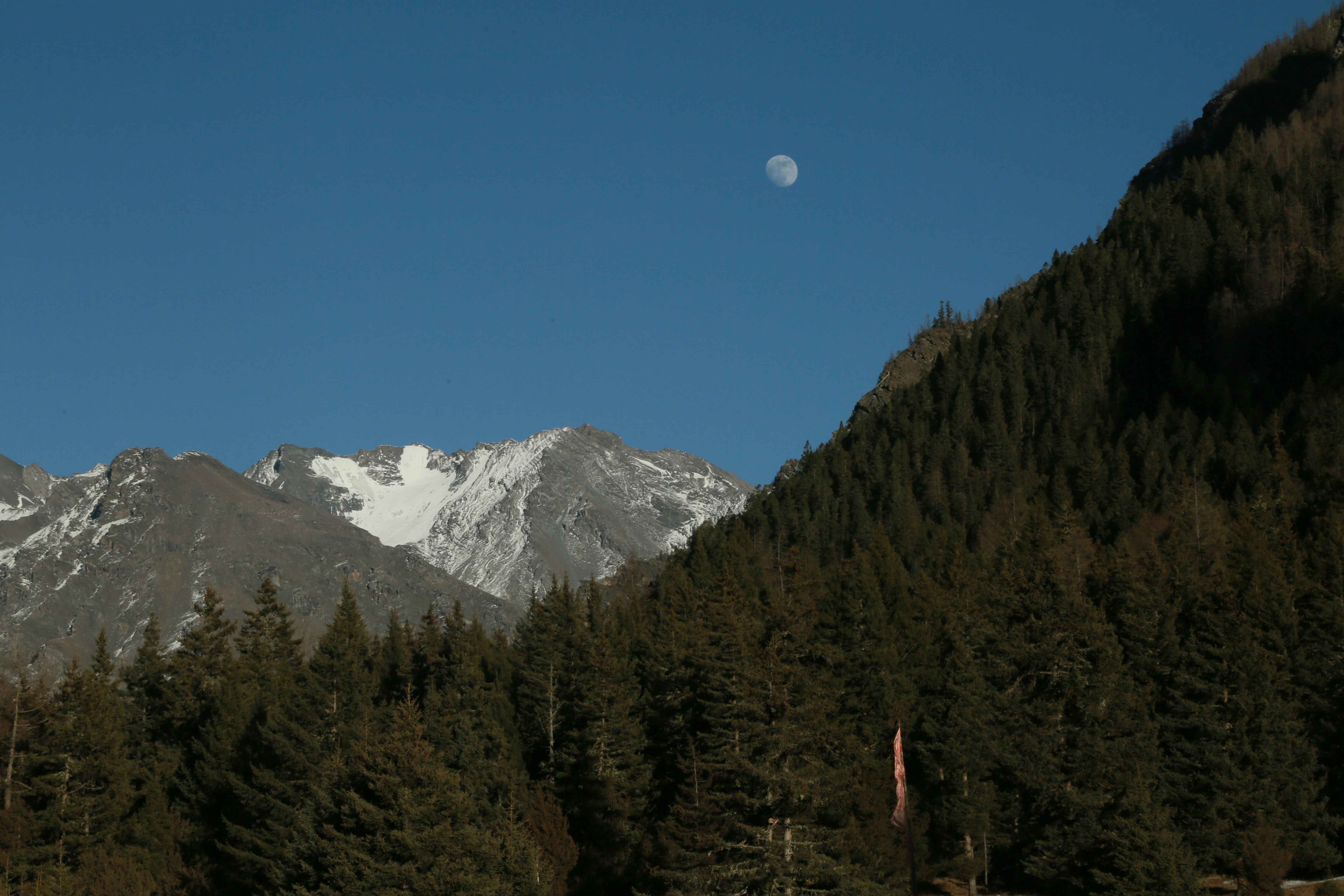 Moon Over a Pine-Dusted Alpine Ridge